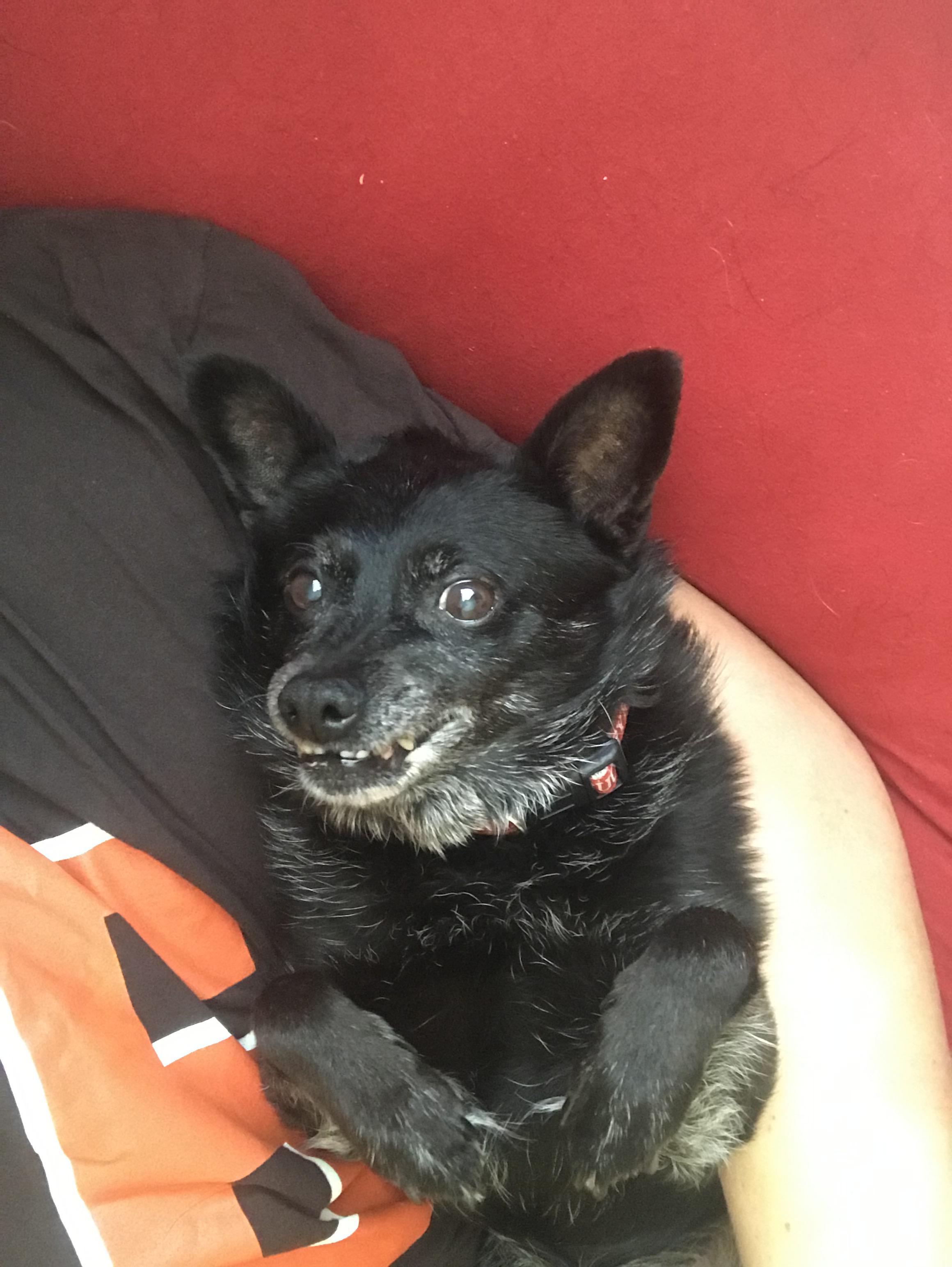 My grumpy old man cuddling with me | Scrolller