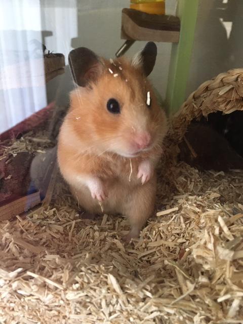 my hammie posing for the camera | Scrolller
