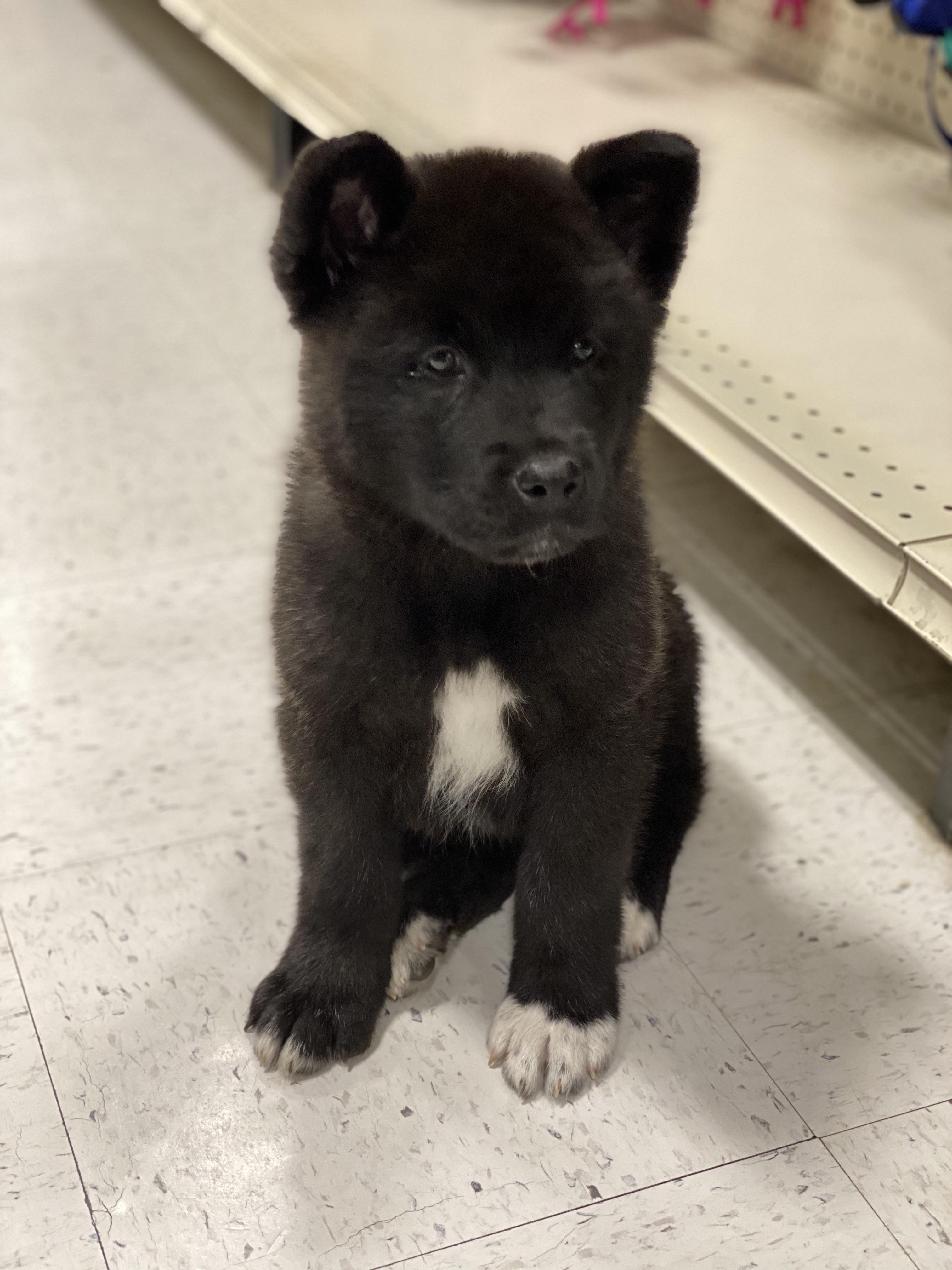 My Handsome Baby Boy, Tavius! 8 Weeks. | Scrolller