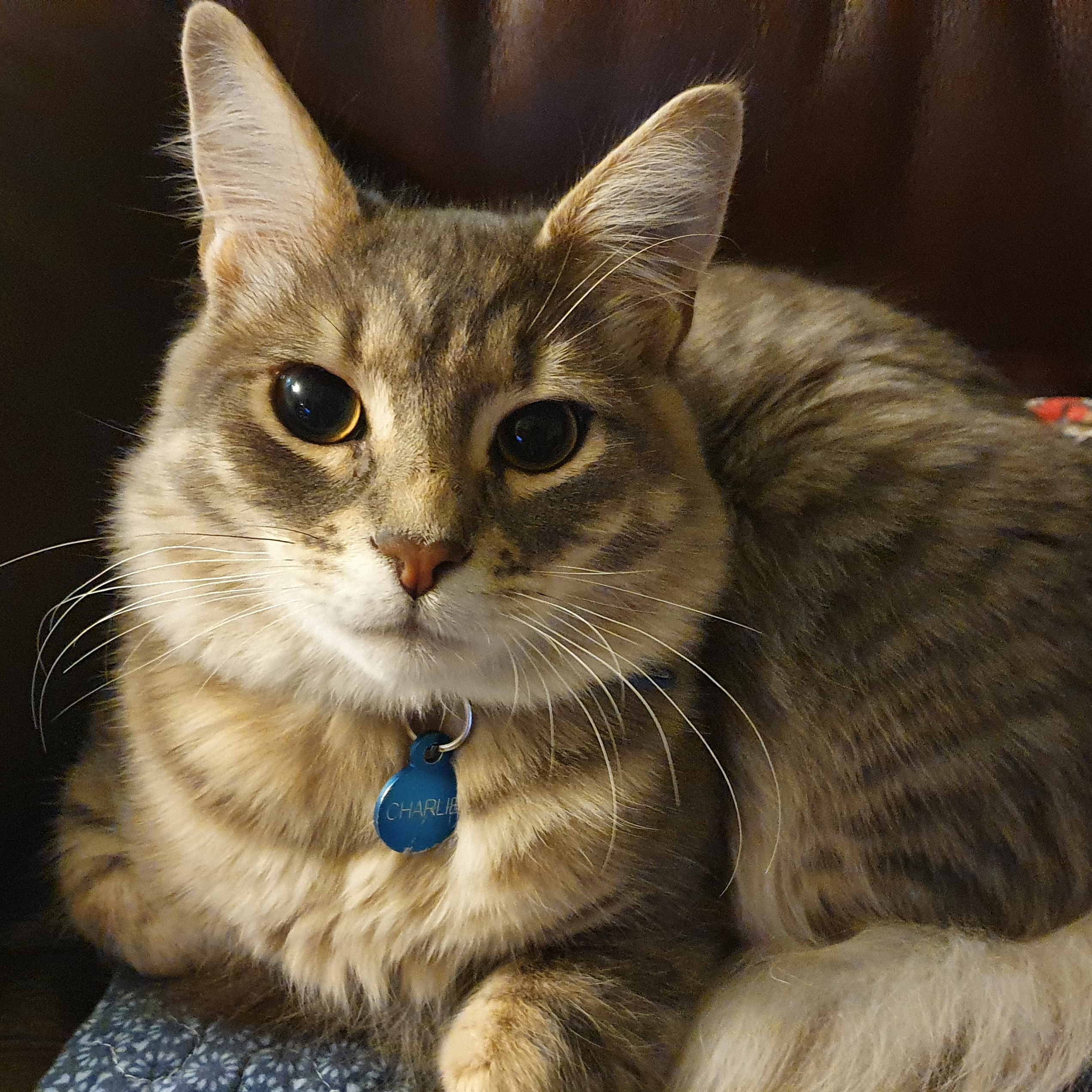 My handsome boy Charlie🤎 | Scrolller