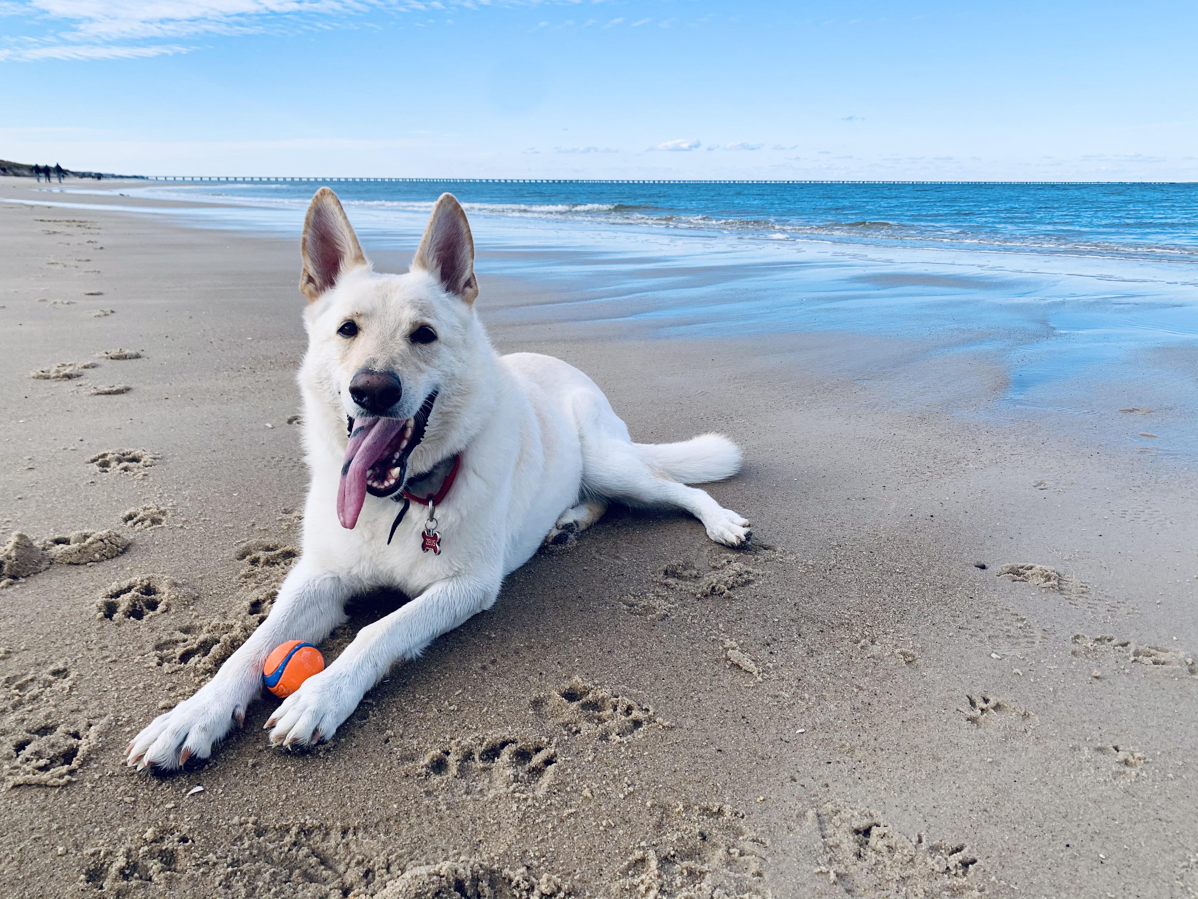 My handsome boy enjoying a walk on the beach today! | Scrolller