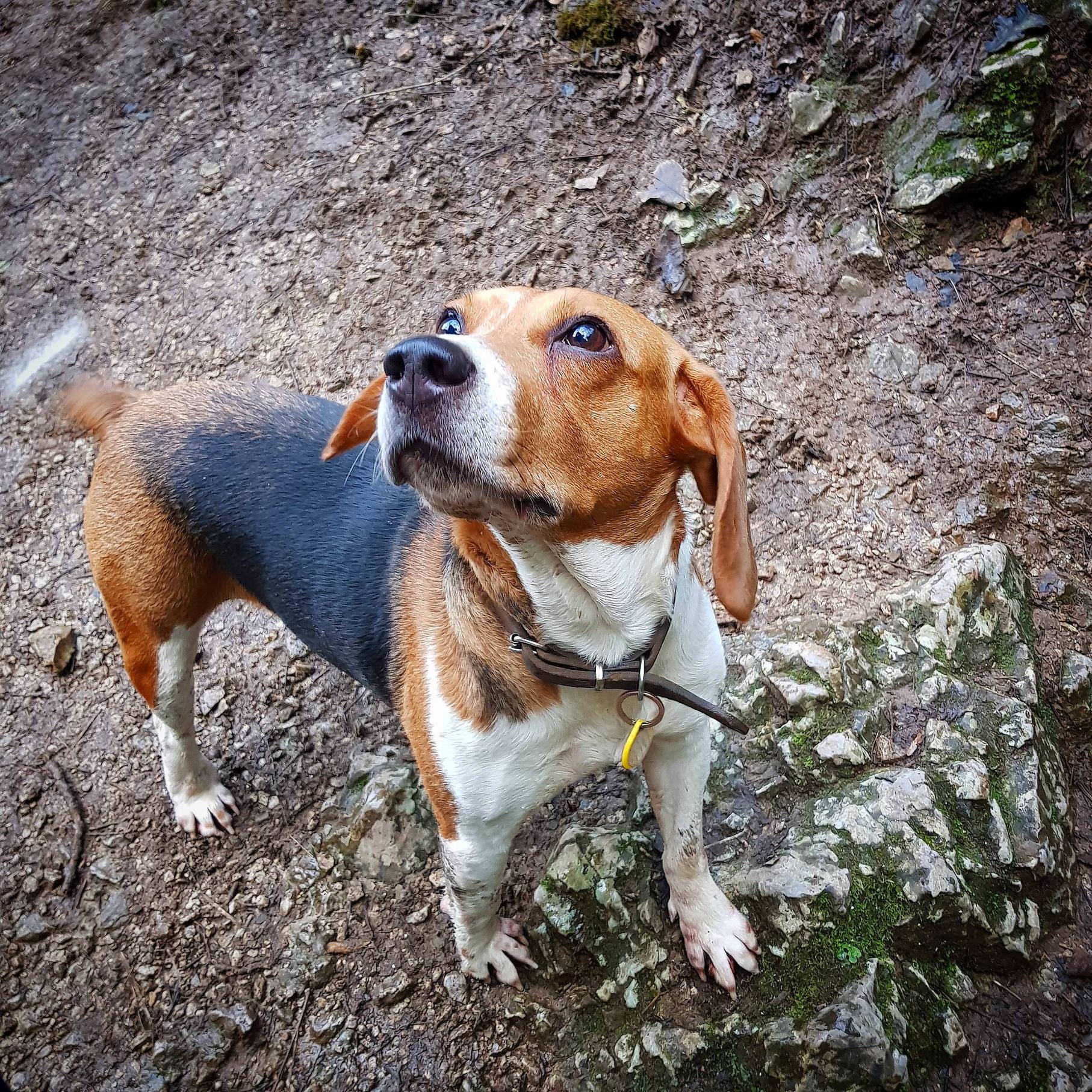 My handsome boy enjoying our hike | Scrolller