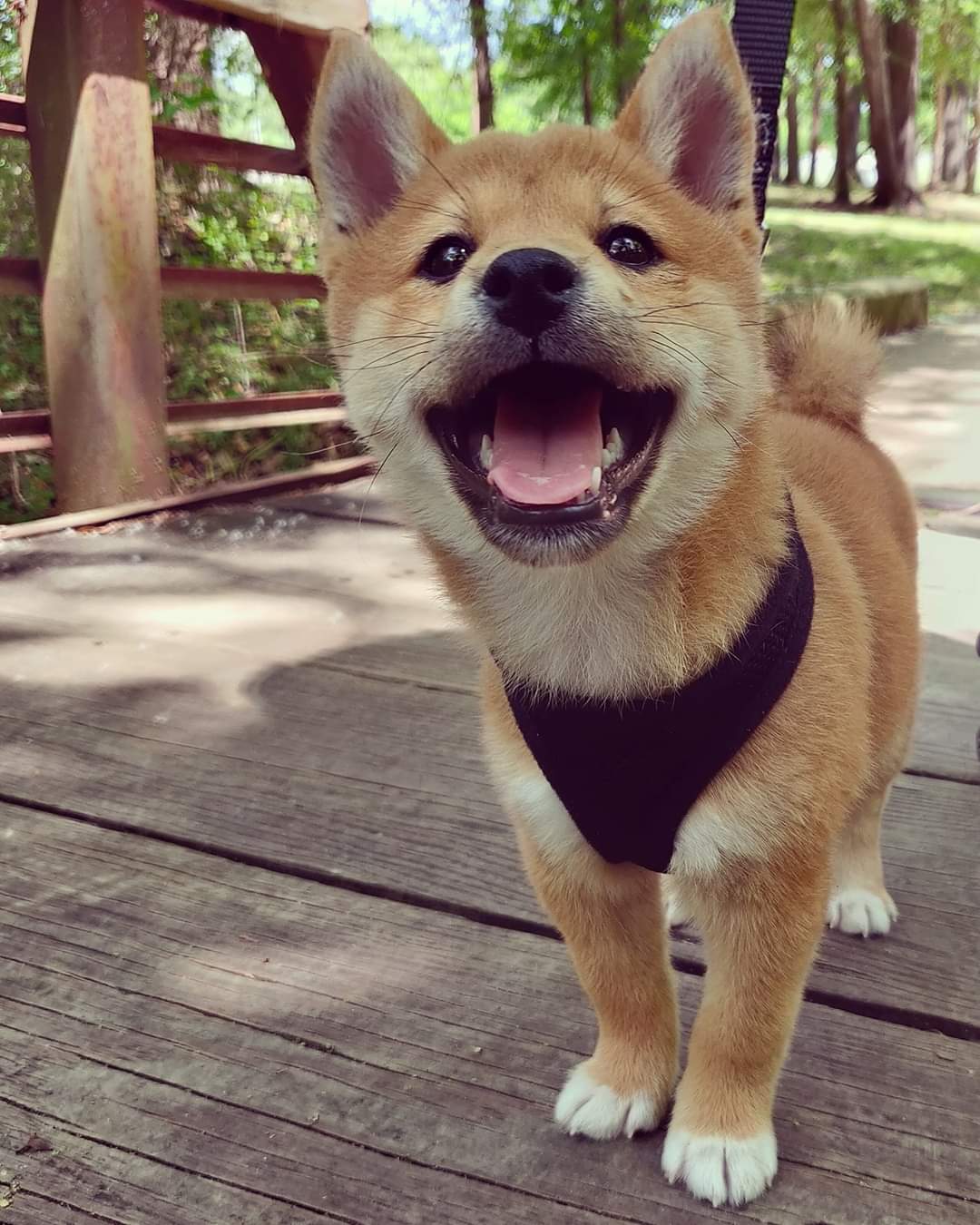 My handsome boy Ryuu, | Scrolller