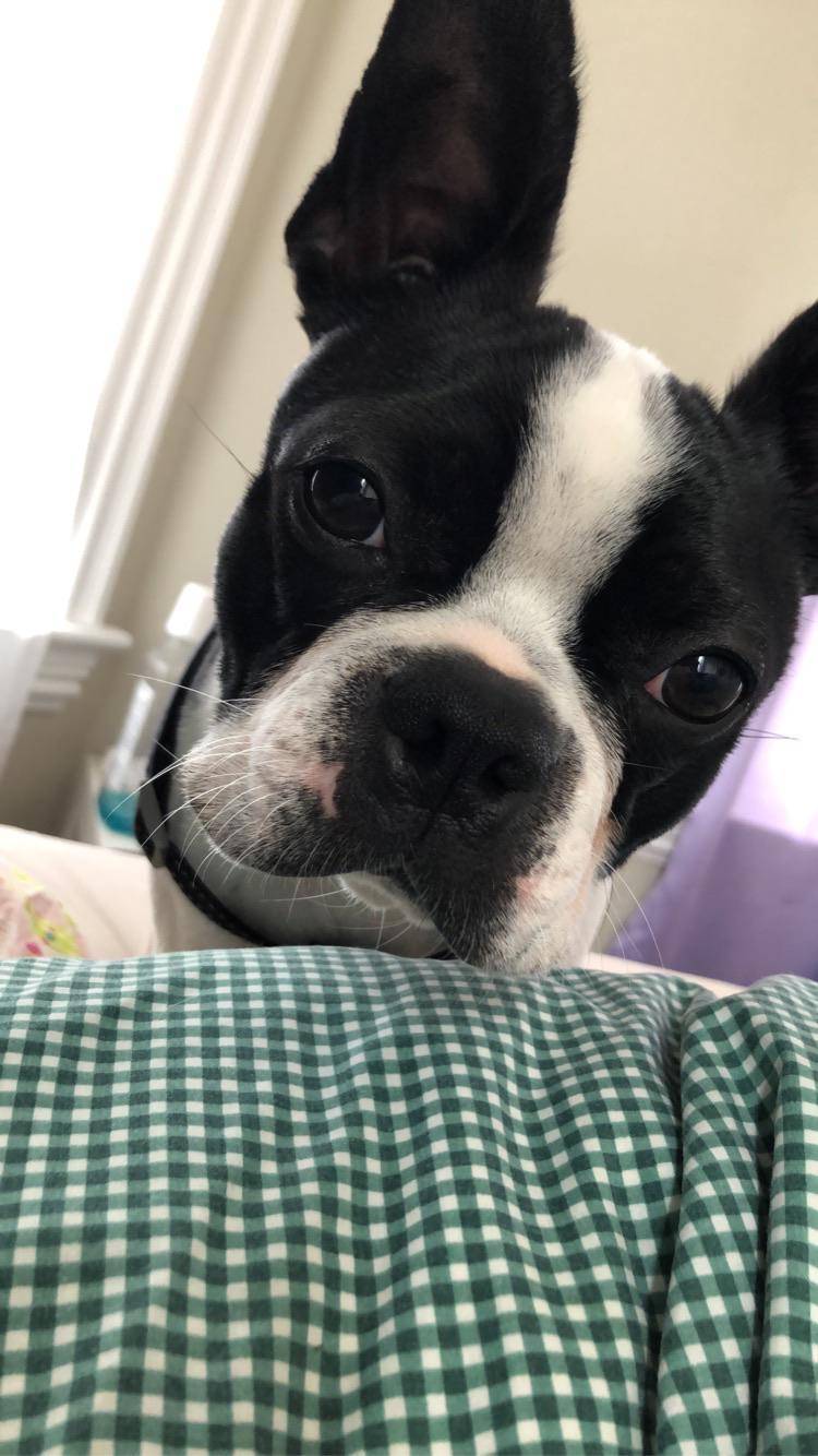 My handsome lil serious guy, Nemo | Scrolller