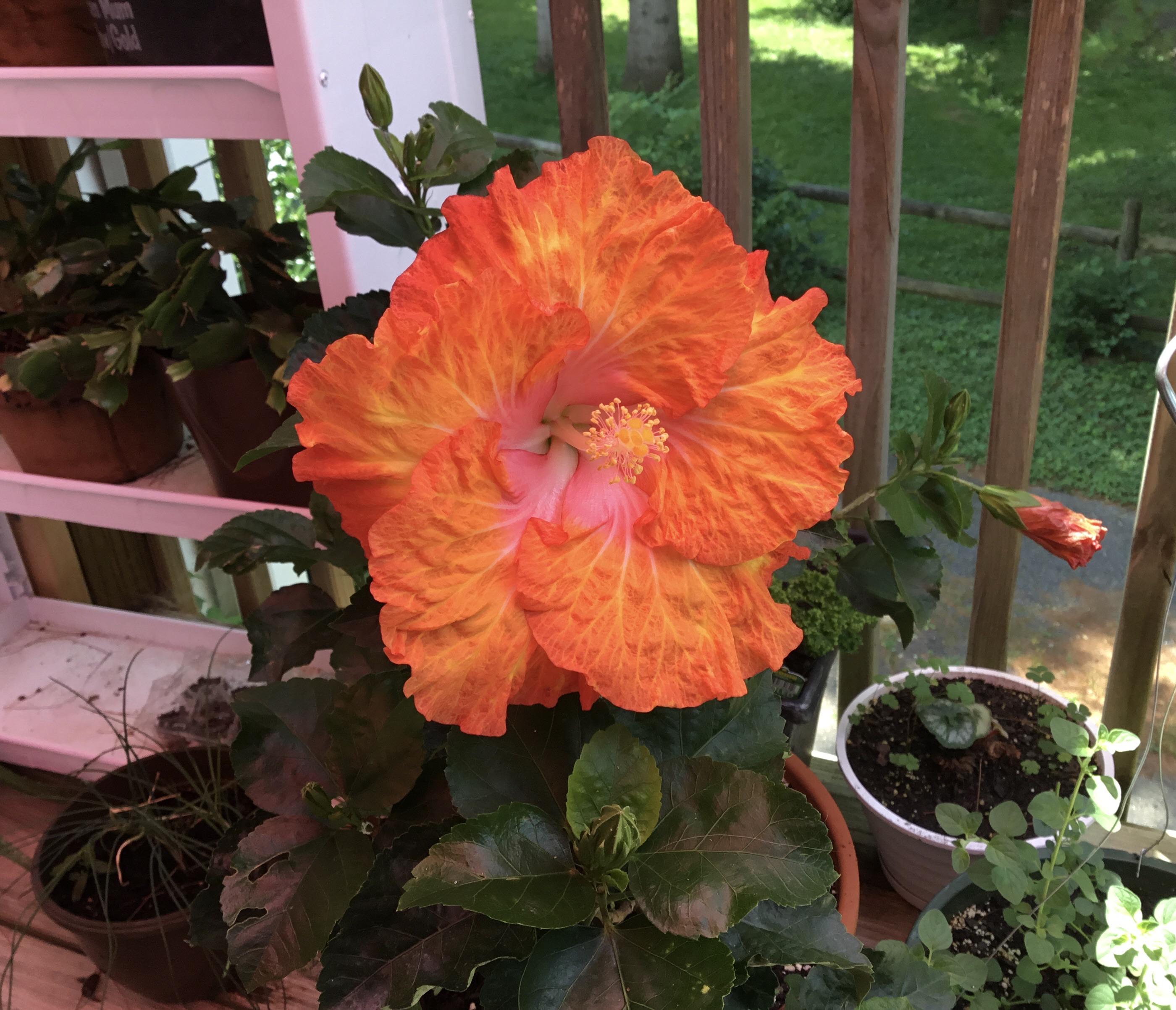 My hibiscus finally bloomed! | Scrolller