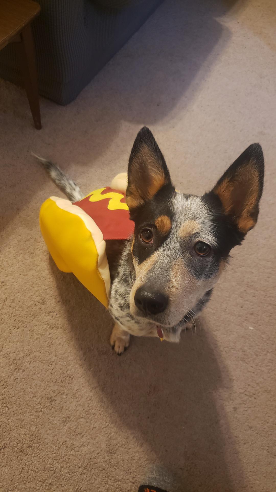 My hotdog heeler mix | Scrolller