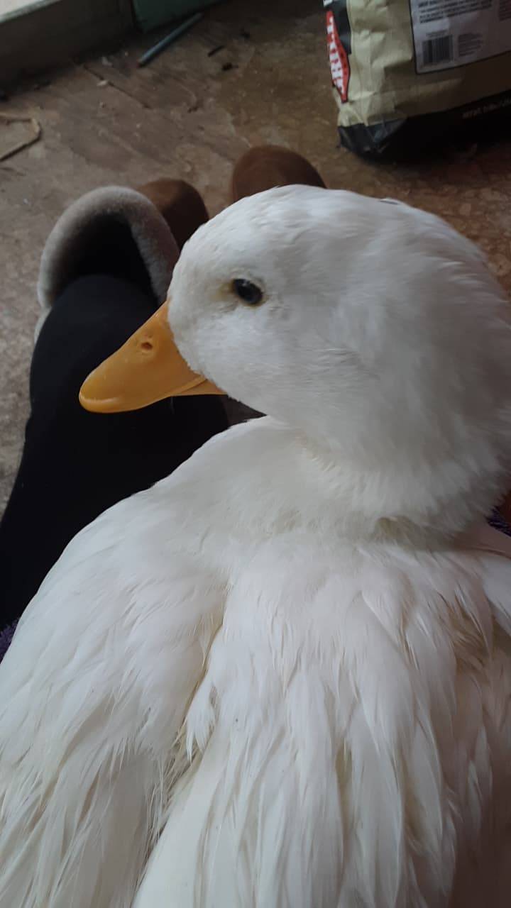 My house duck "Durk" | Scrolller