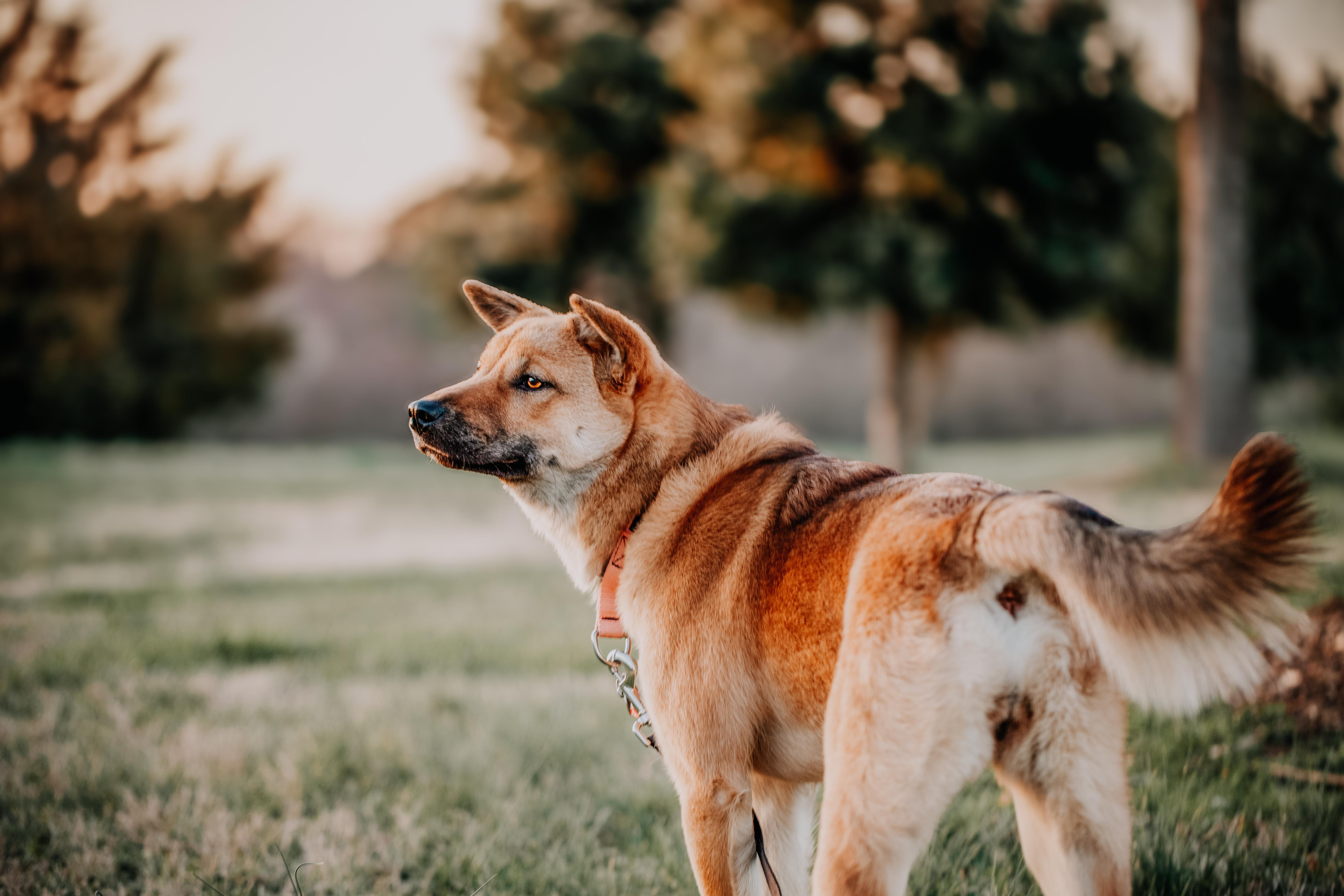 My Jindo 'SunMi' - 7 months | Scrolller