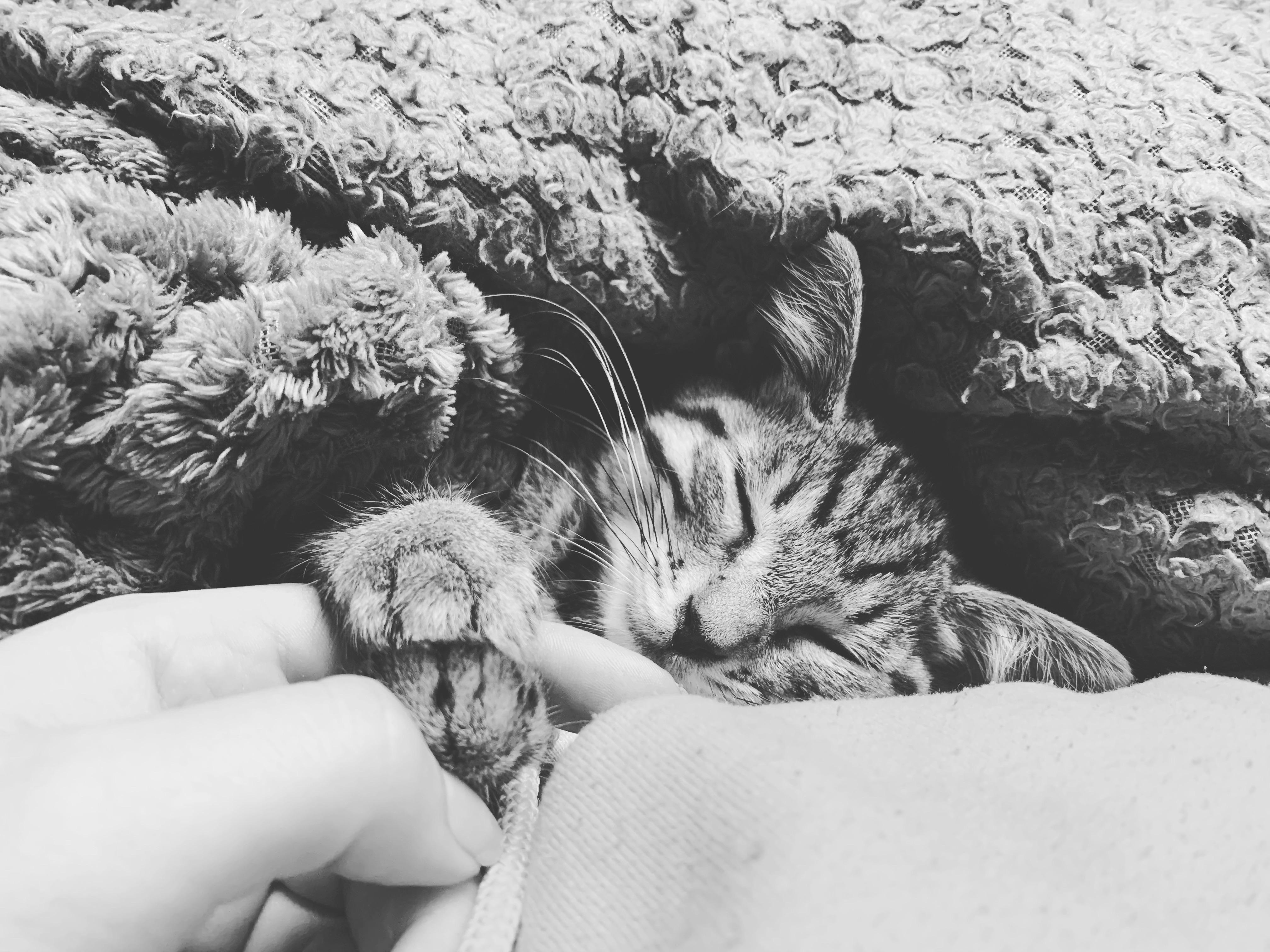 My kitten fell asleep holding my finger with his paws | Scrolller