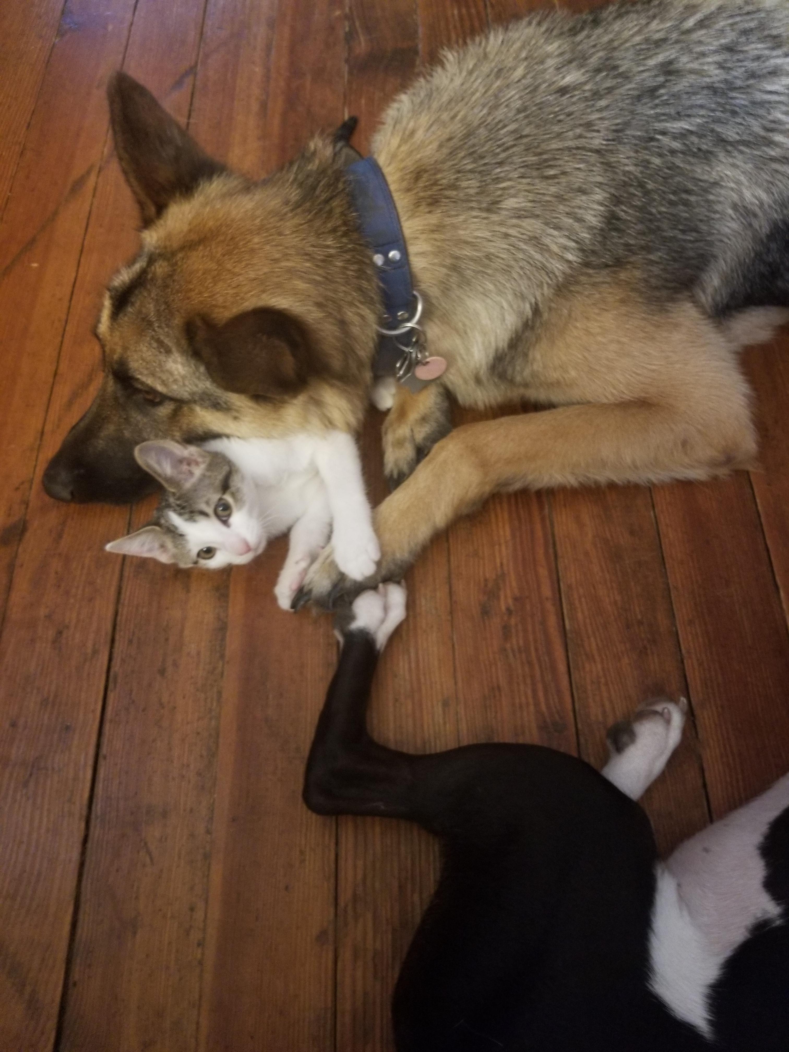 My kitty's mom is my German Shepherd | Scrolller