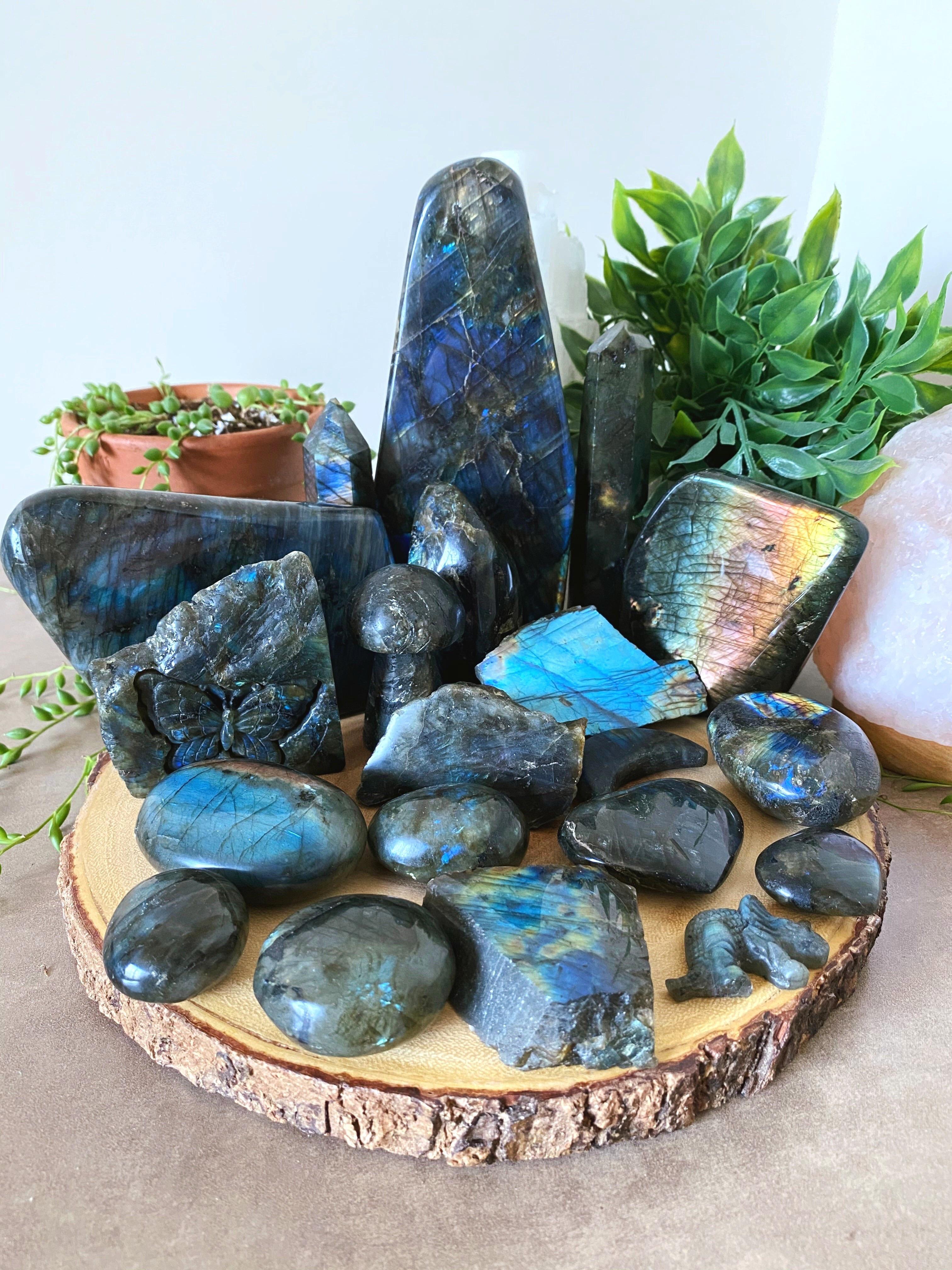 My lab collection. 🖤 | Scrolller