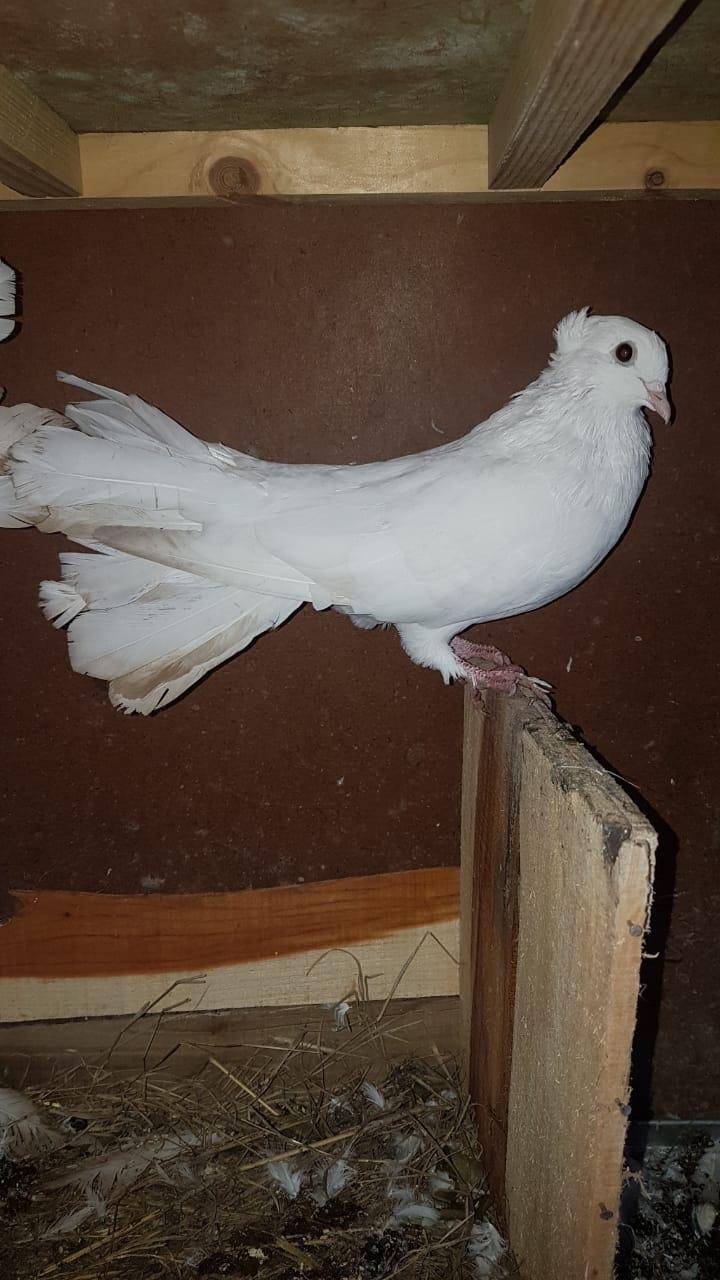 My lacka pigeon. | Scrolller