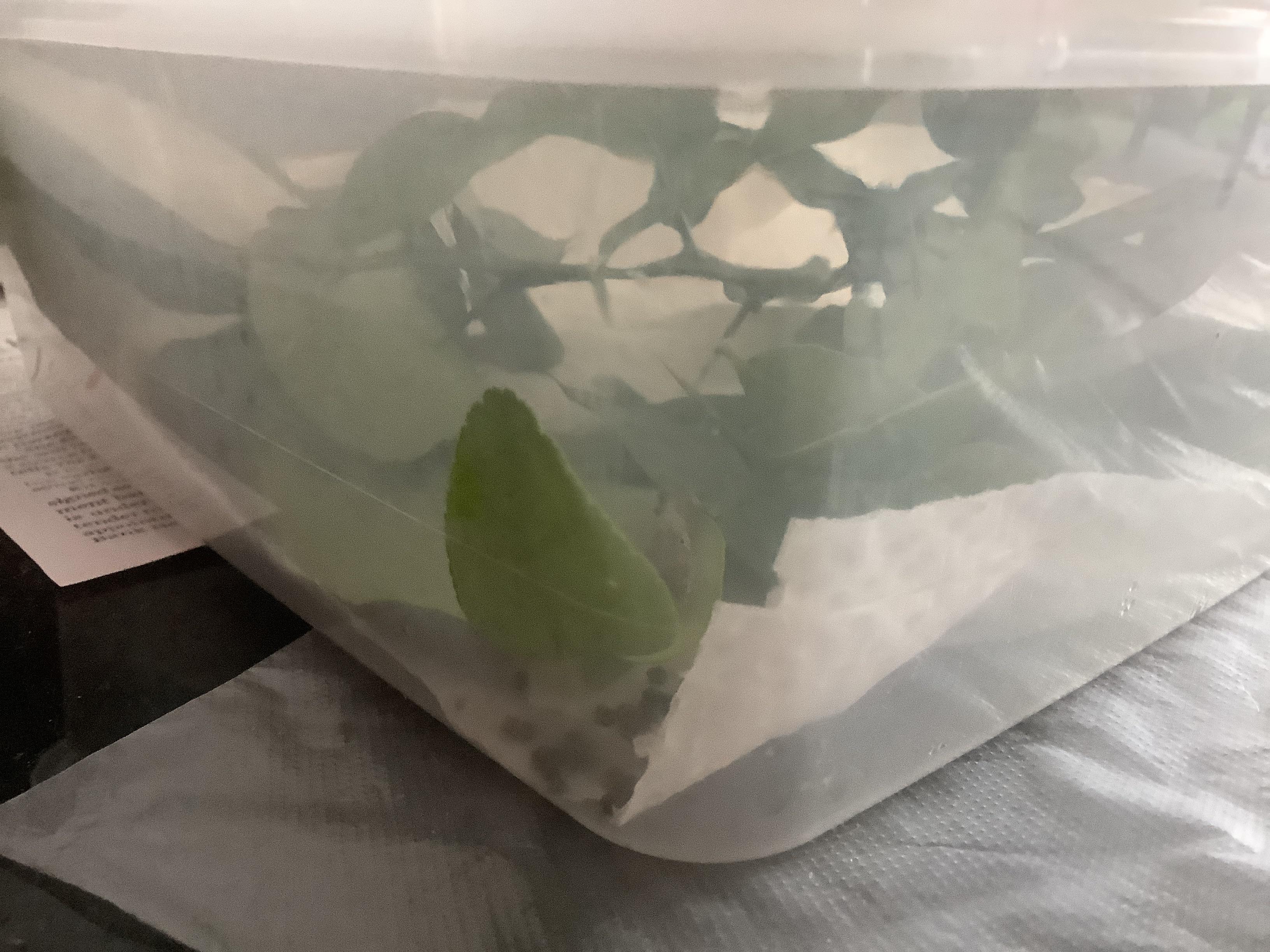 My lime caterpillars poop corner (first stage of the instar stages) | Scrolller