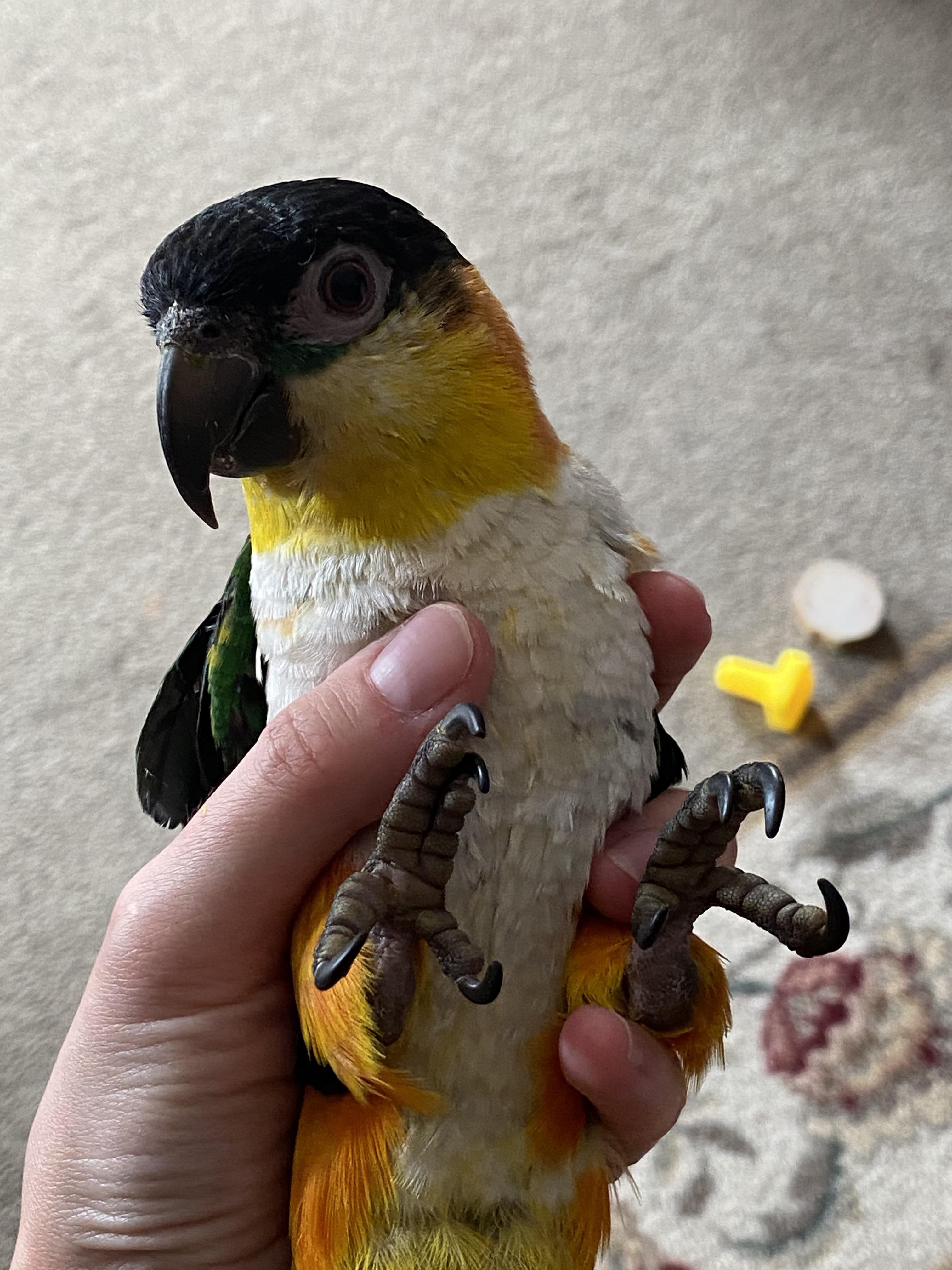 My little dinosaur | Scrolller