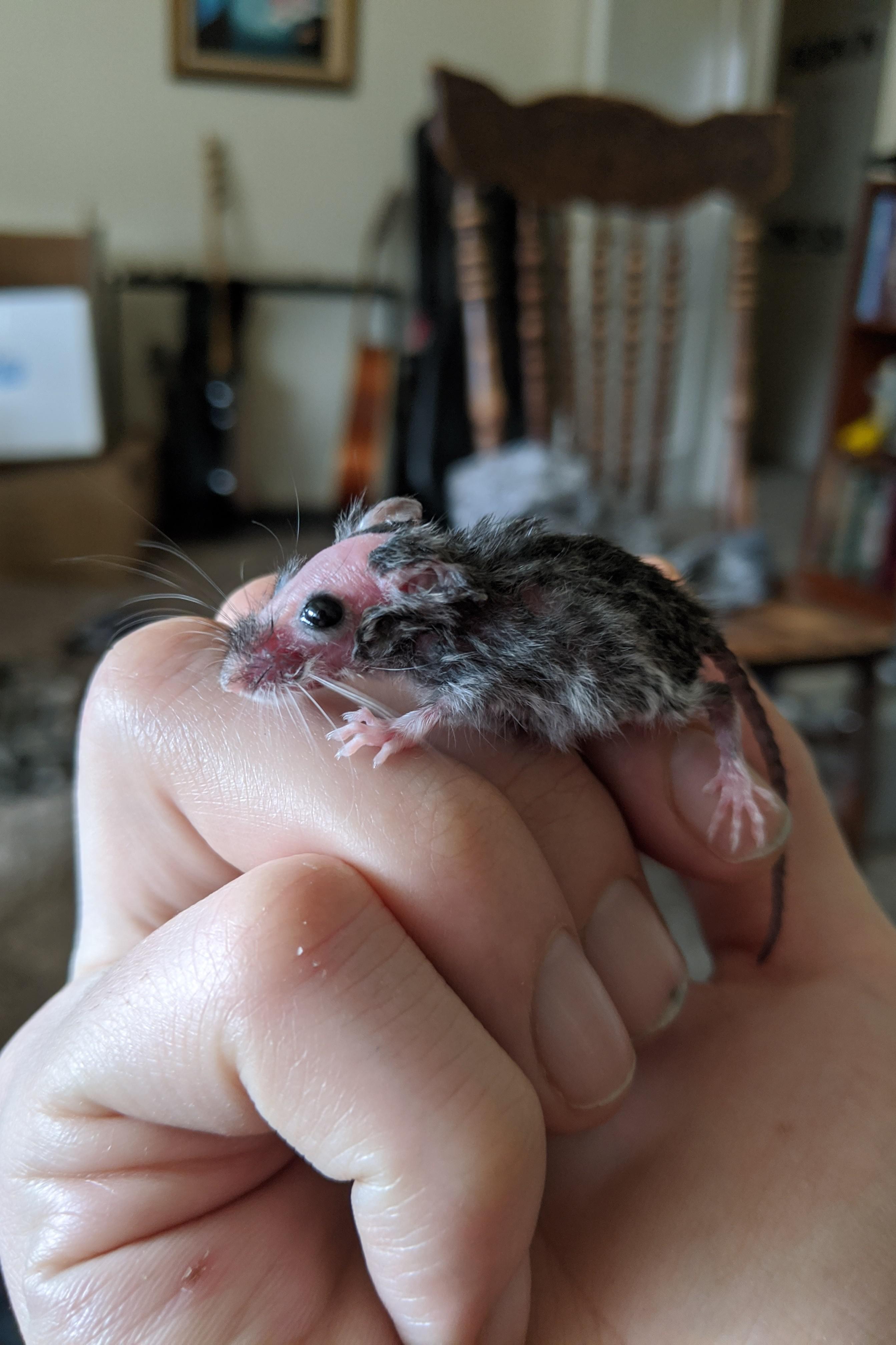 My little gremlin, Truffle, doing her best buzzard impression after losing a patch of matted fur ...