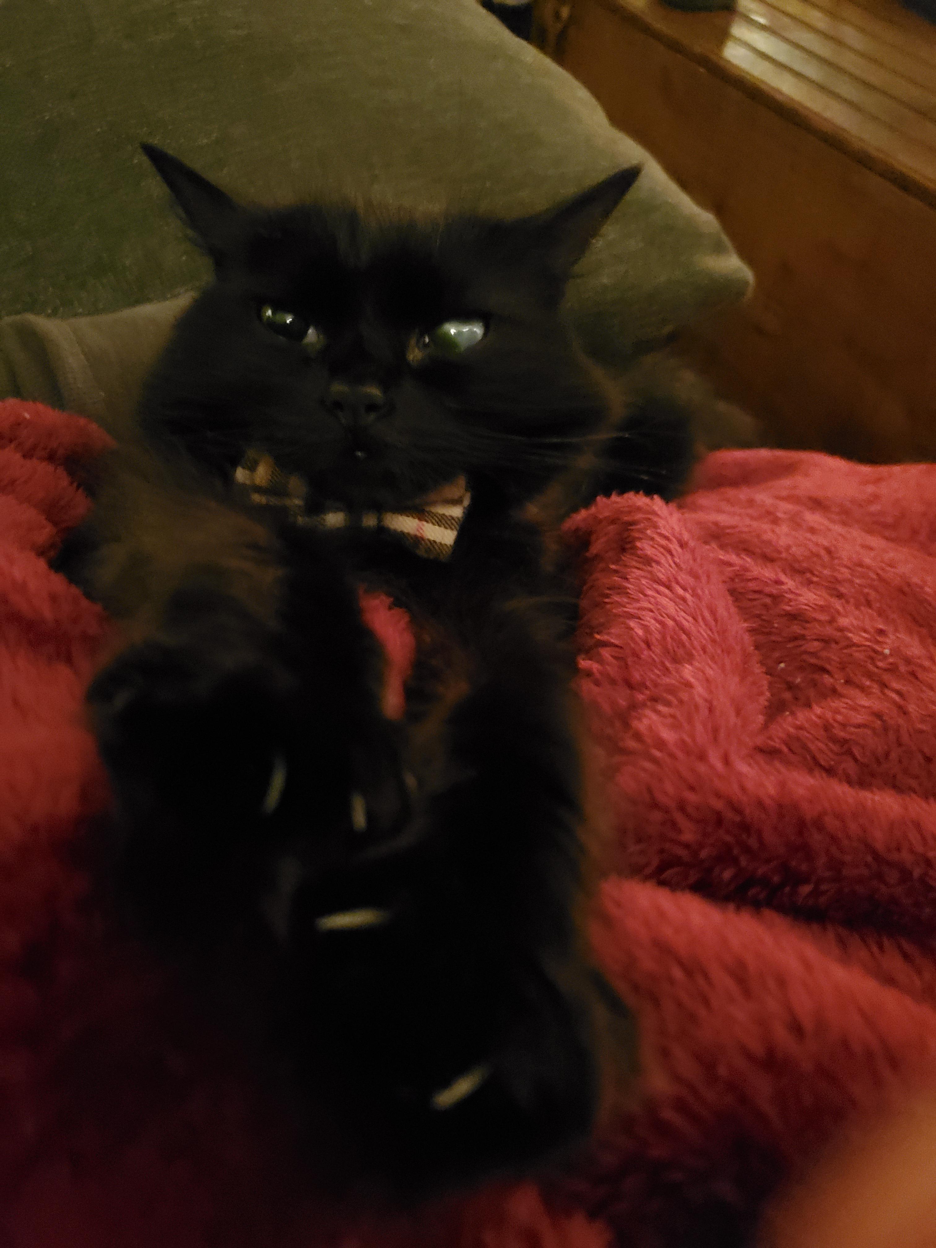 My little kitty stretching out for pets :) | Scrolller