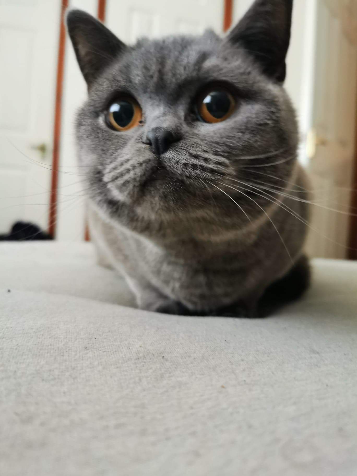 My little loaf Luna 🌙 | Scrolller