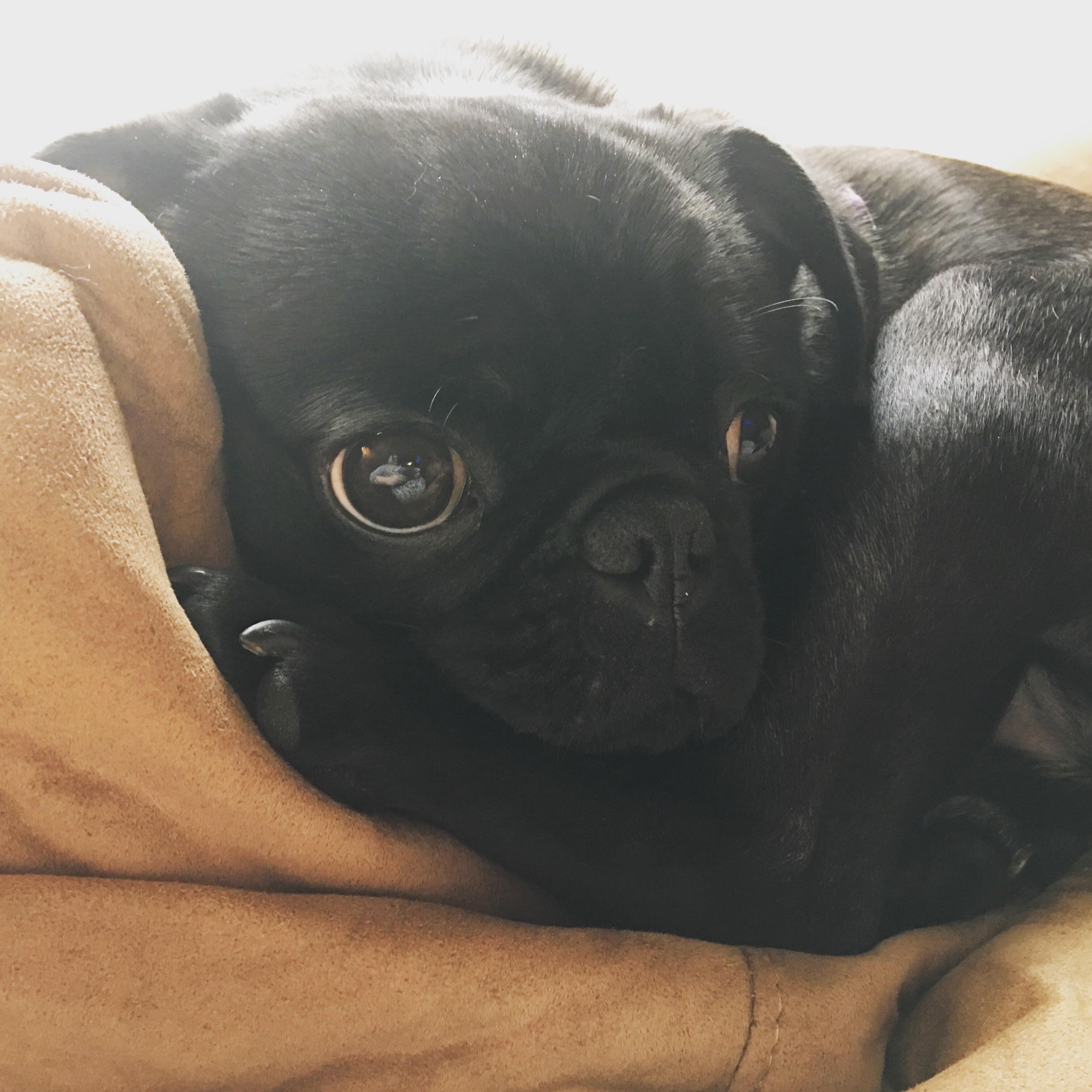 My little loaf, Pepper. | Scrolller