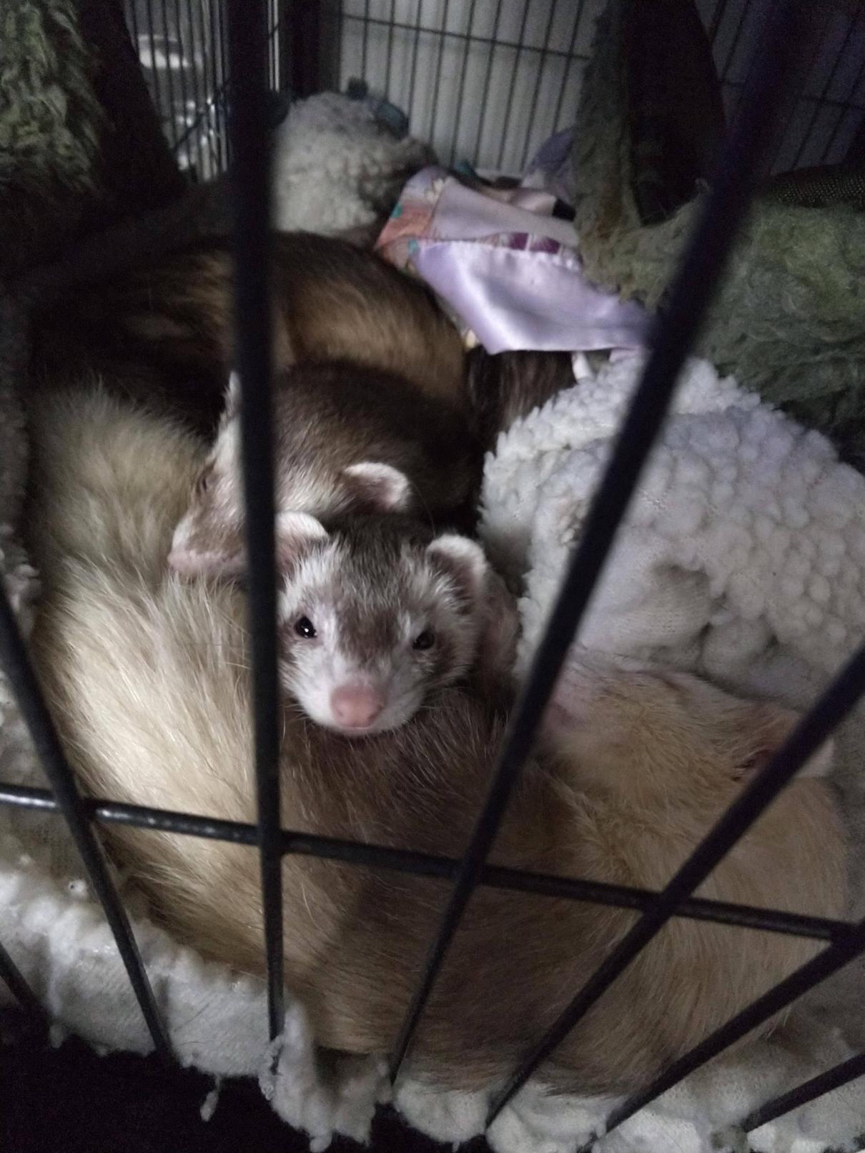 My little loves cuddling so cute! | Scrolller