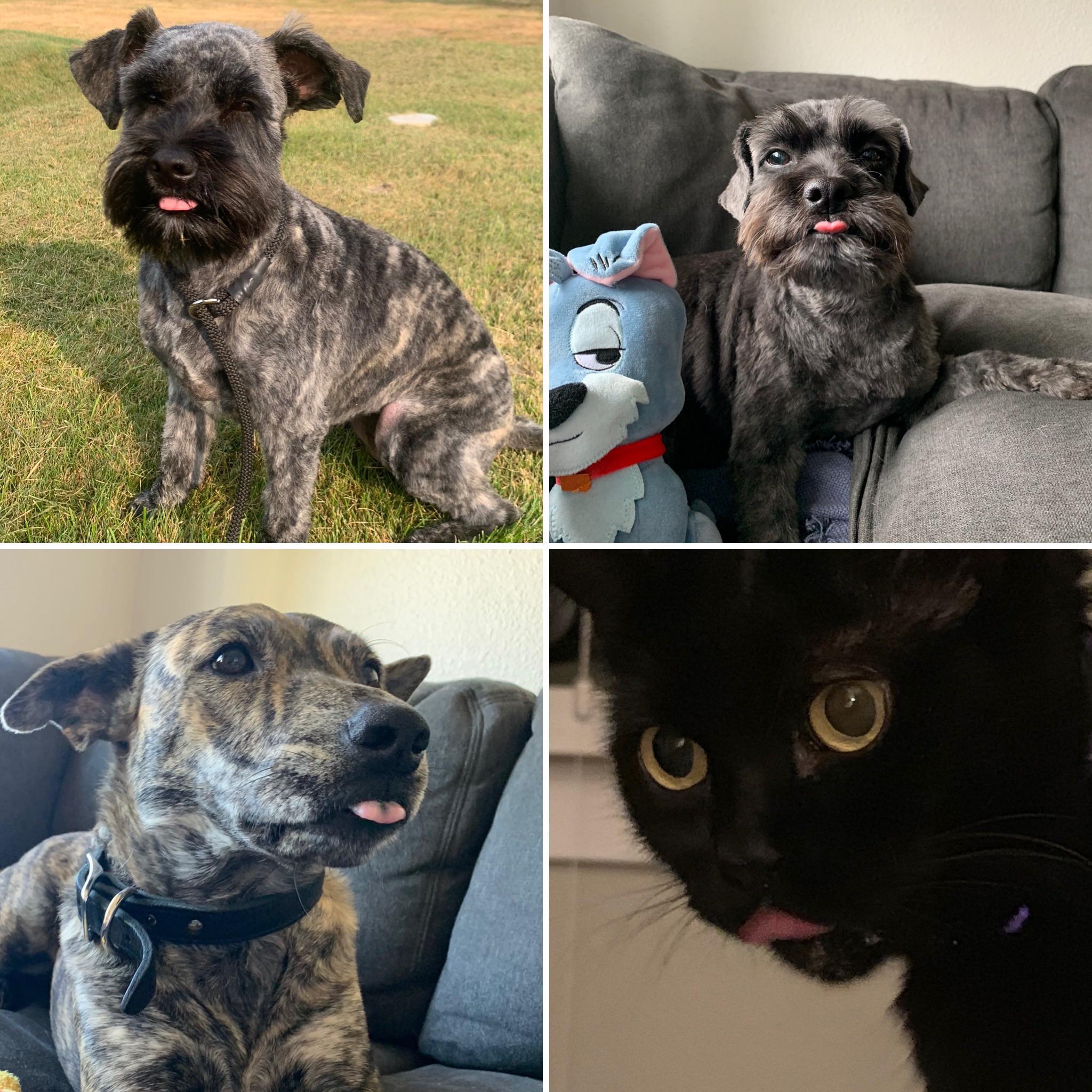 My little mlem family. Shoutout to ‘live’ photos, perfect for catching the perfect mlem. | Scrolller