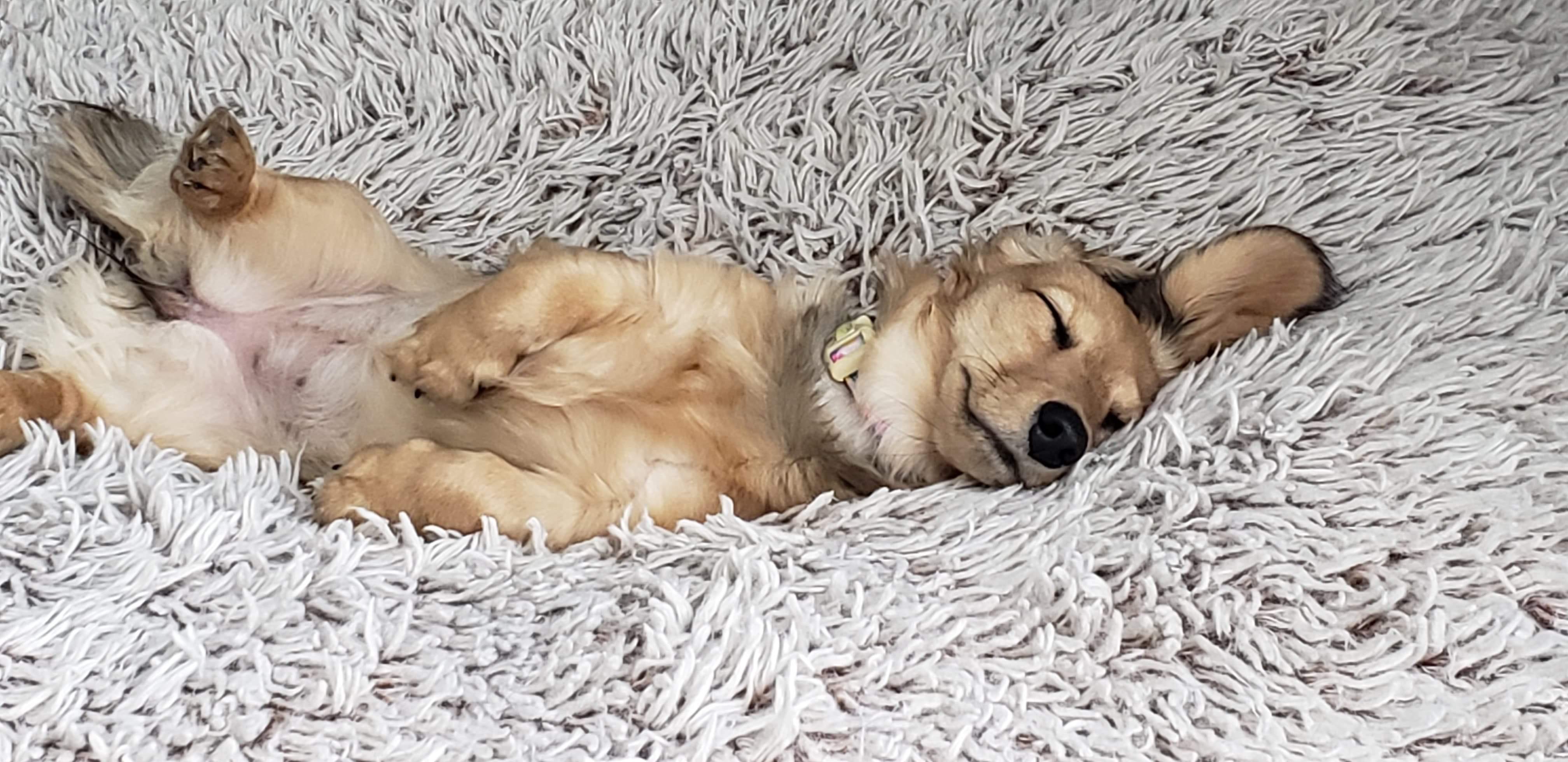 My little princess napping | Scrolller