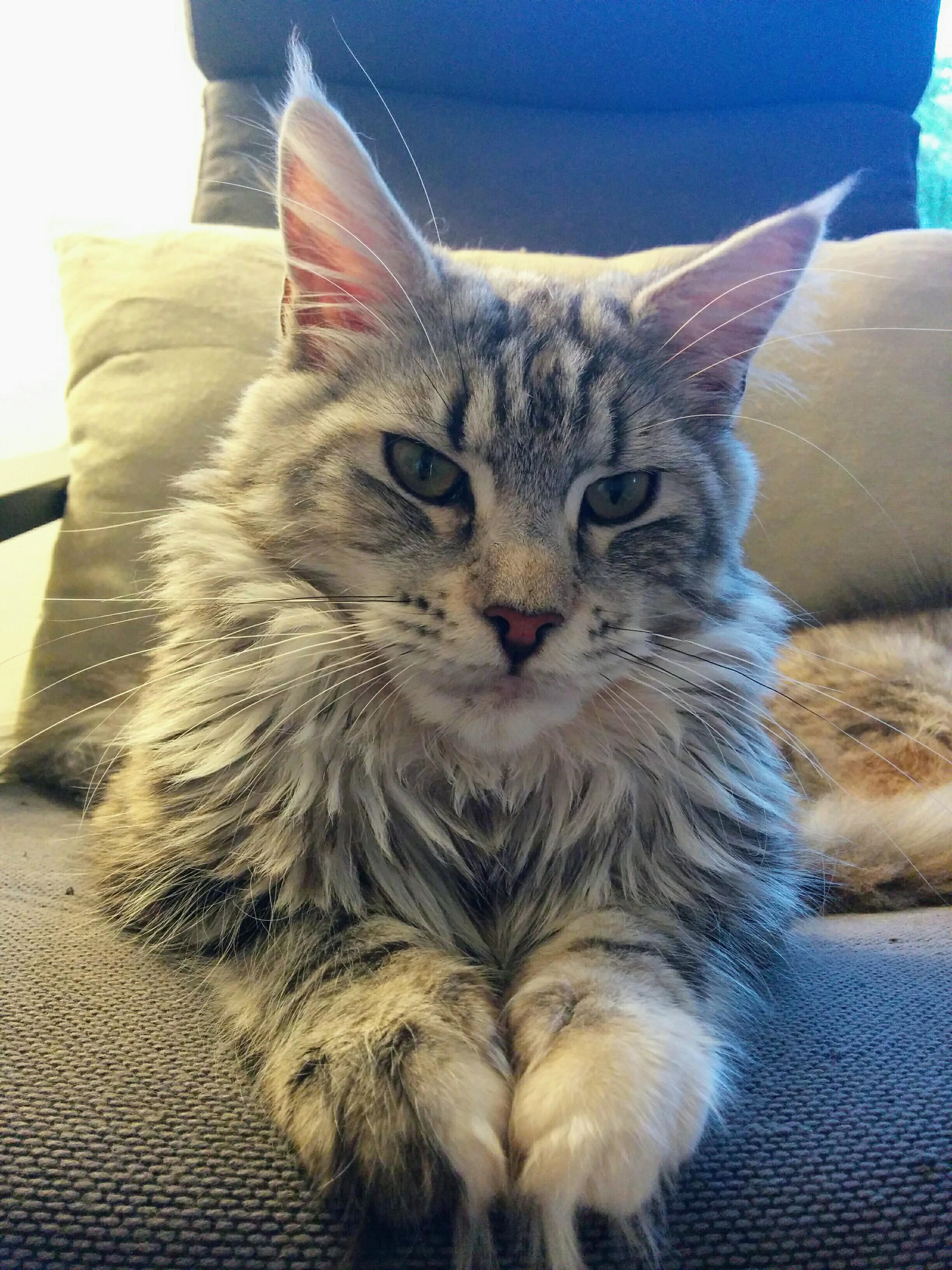 My little snow leopard | Scrolller