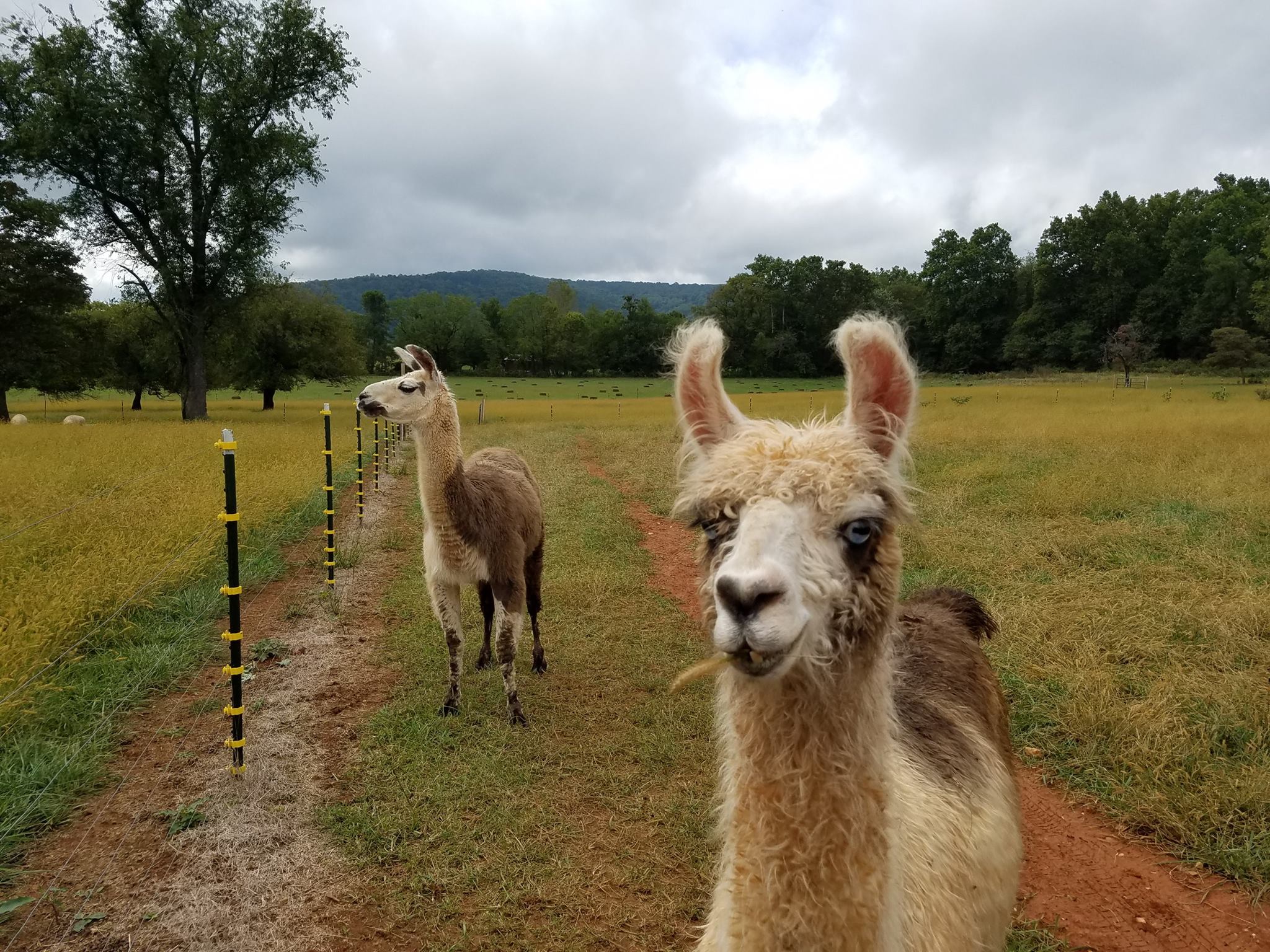 My llamas on the farm - OC | Scrolller