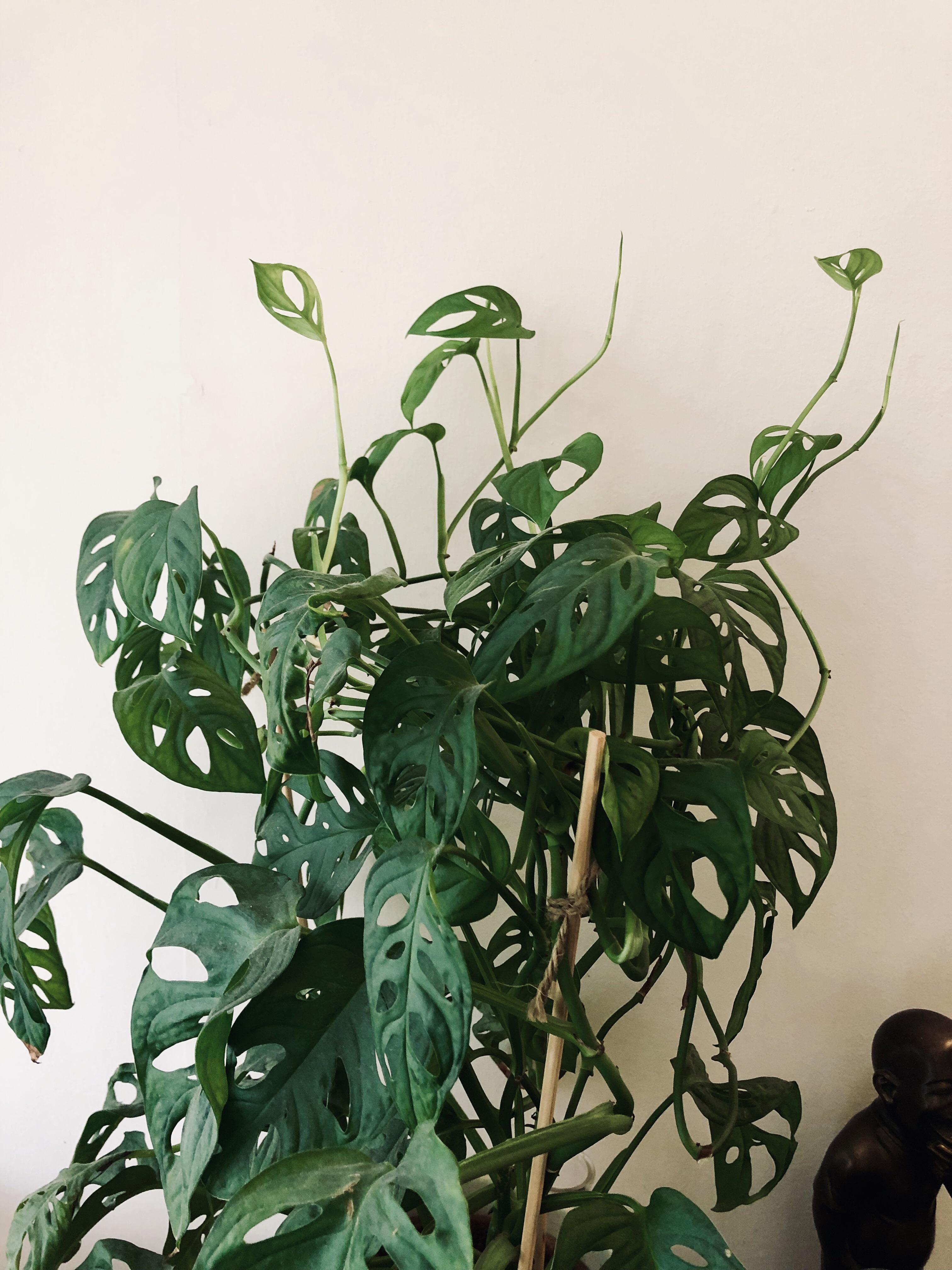 My love forever. Adansonii. | Scrolller