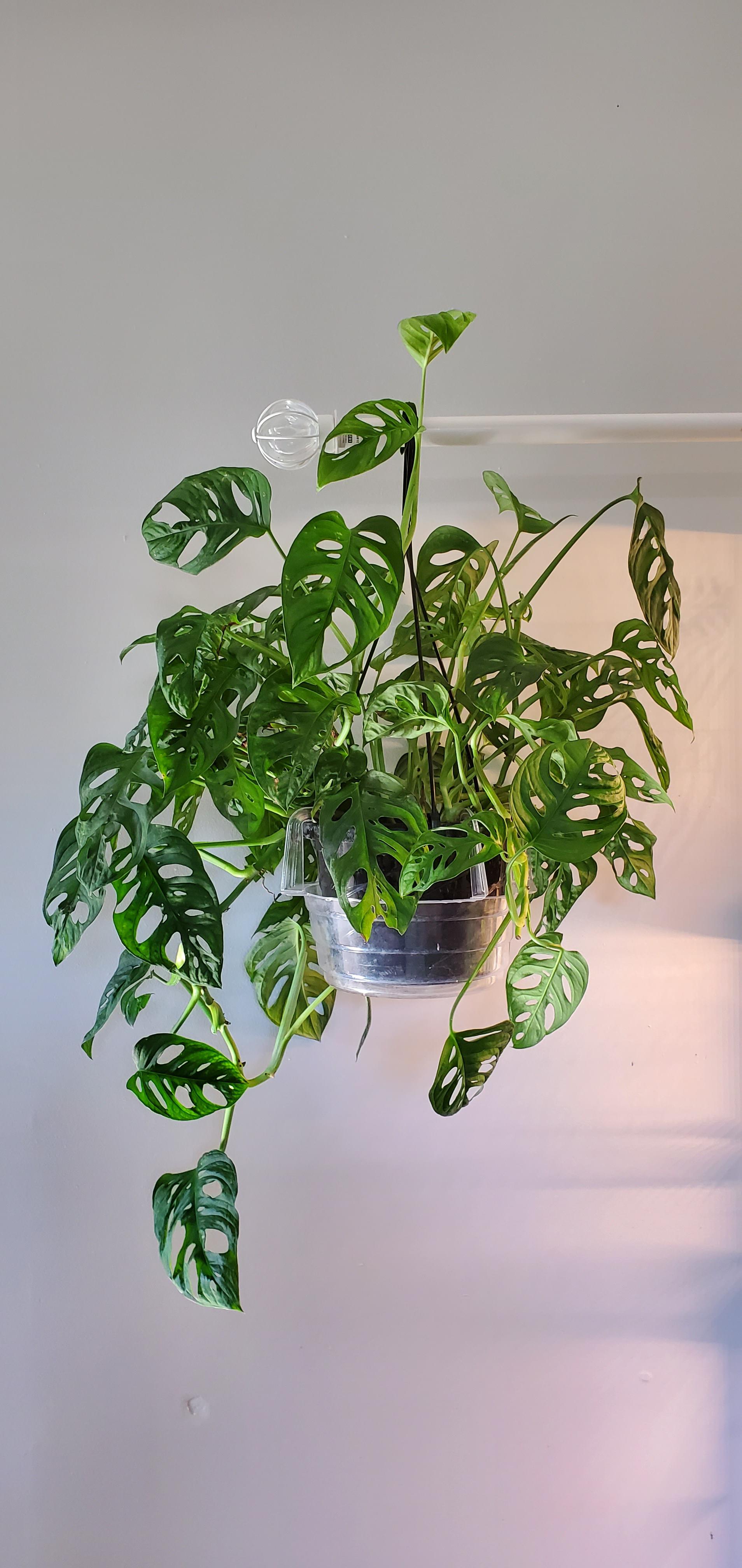 My M. adansonii looking lovely. | Scrolller