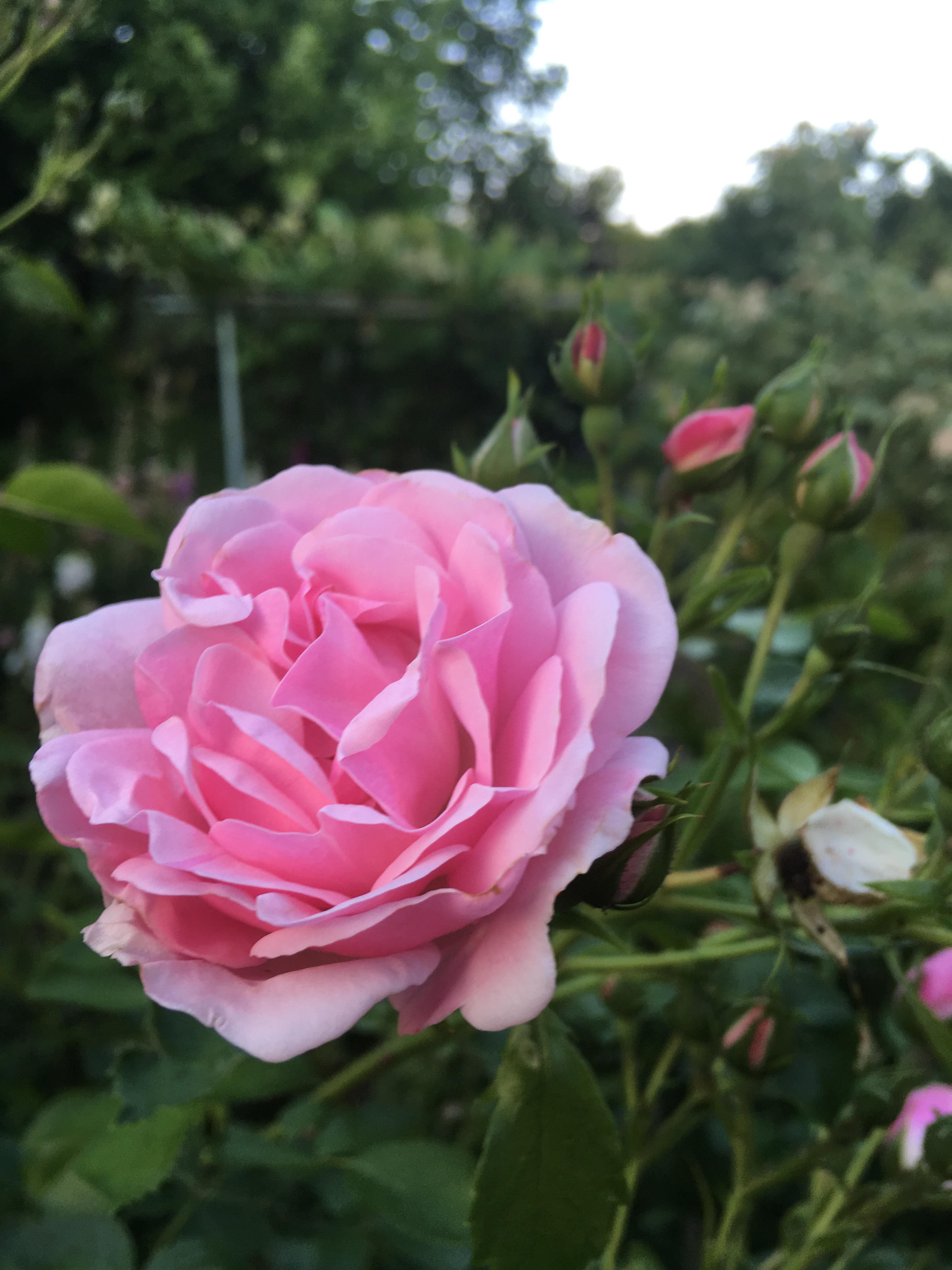 My mom’s pink rose | Scrolller