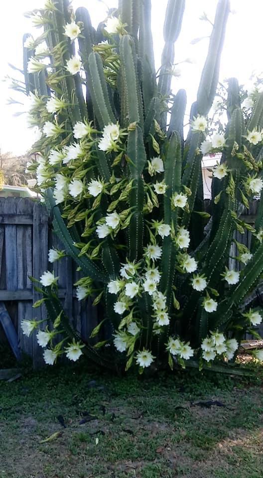 My moms cactus bloomed! | Scrolller