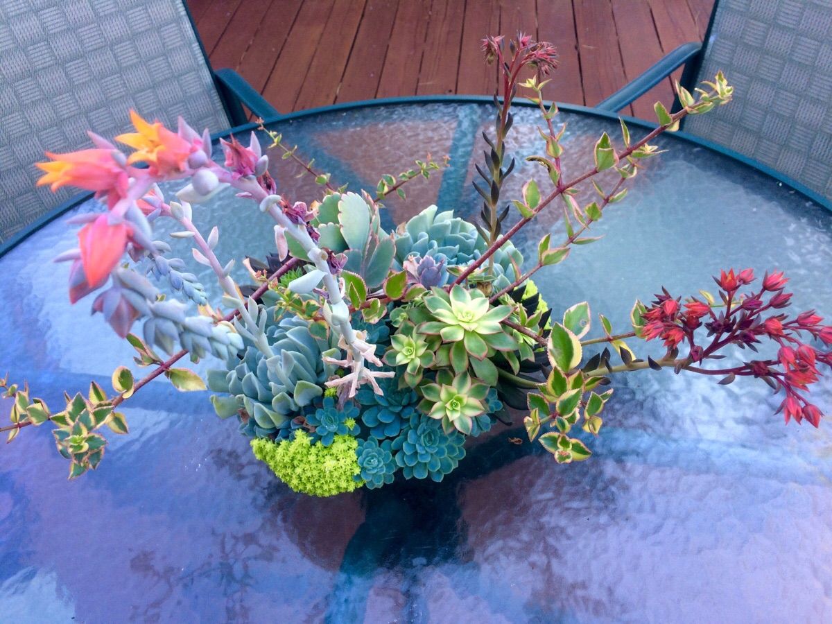 My mom's Costco succulent arrangement has turned into a beast over the summer and is flowering ...