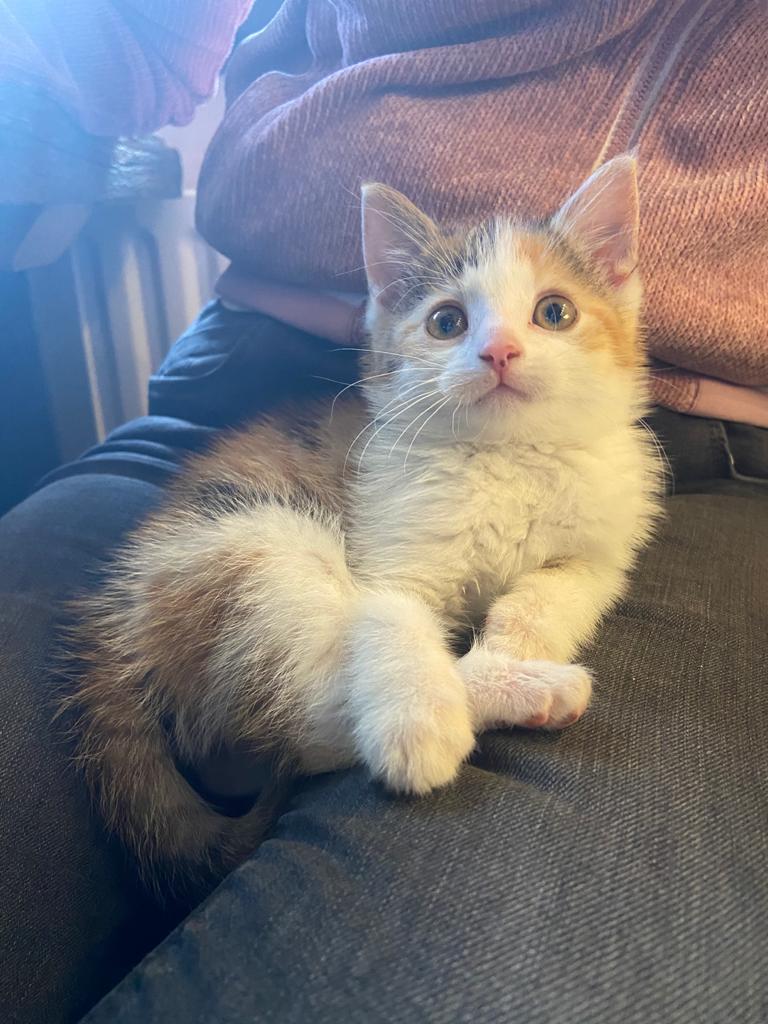 My mom's new tiny friend, Pip | Scrolller