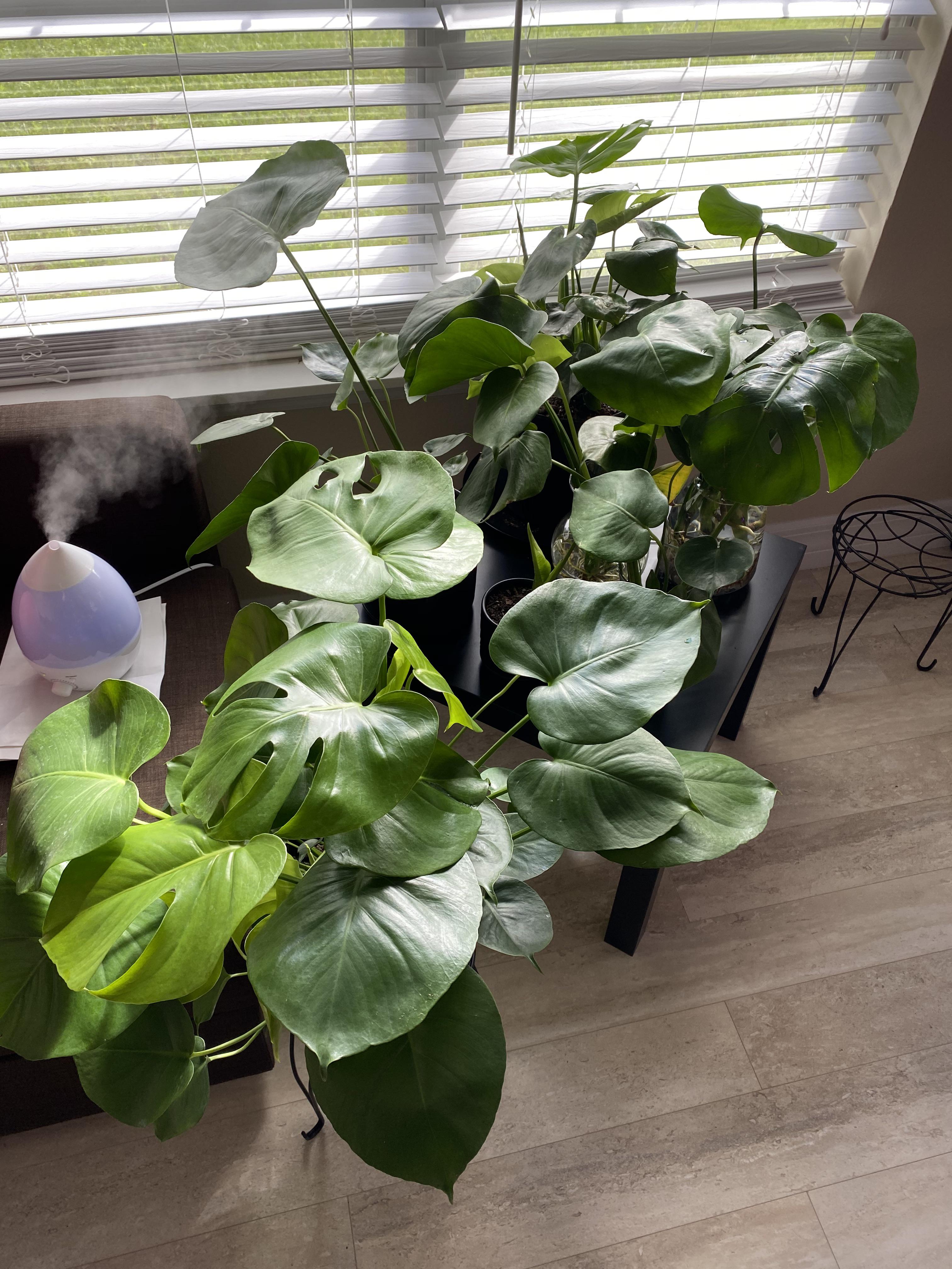 My Monstera family 💚 | Scrolller