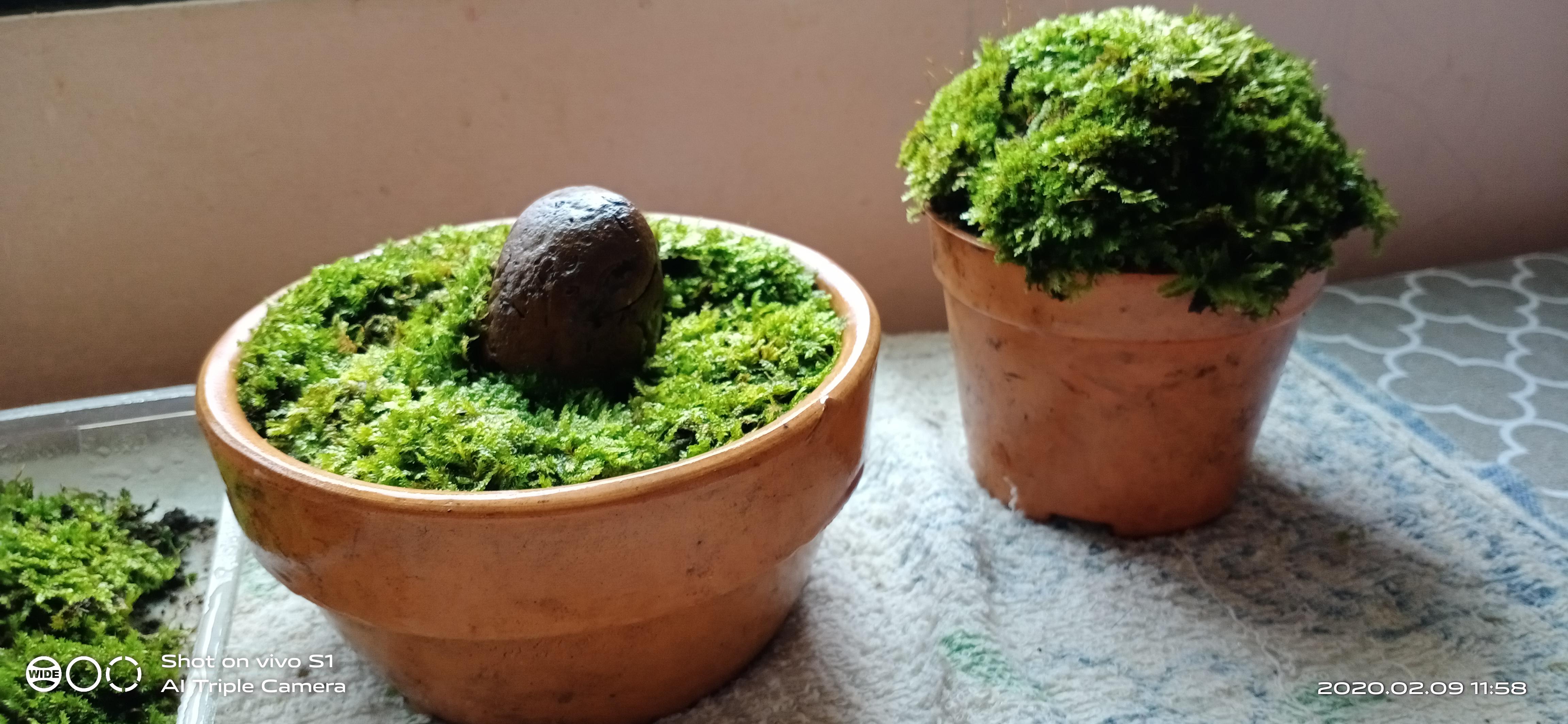 My moss. | Scrolller