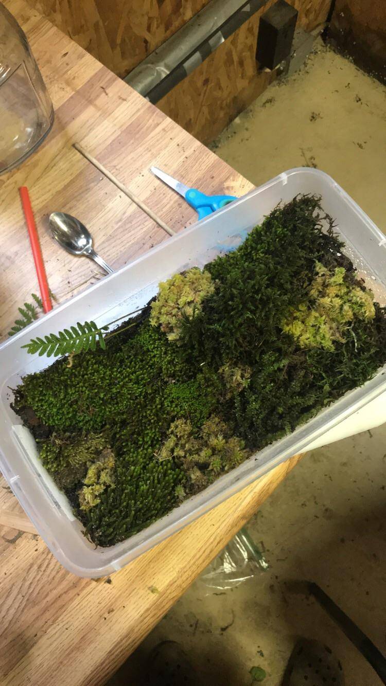 My moss box +1 reborn fern | Scrolller