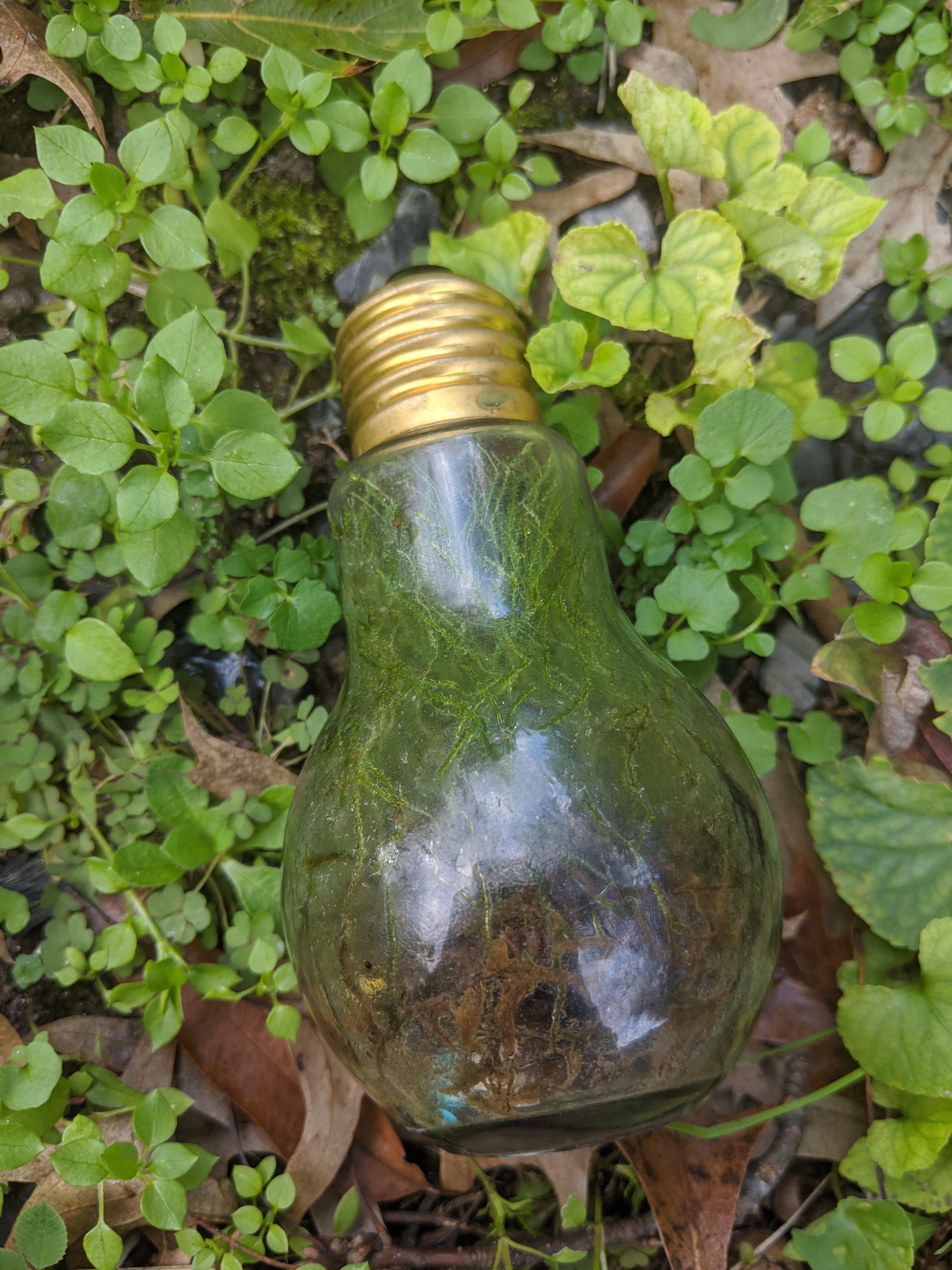 my moss terrarium! he’s about a year old 🐸 | Scrolller