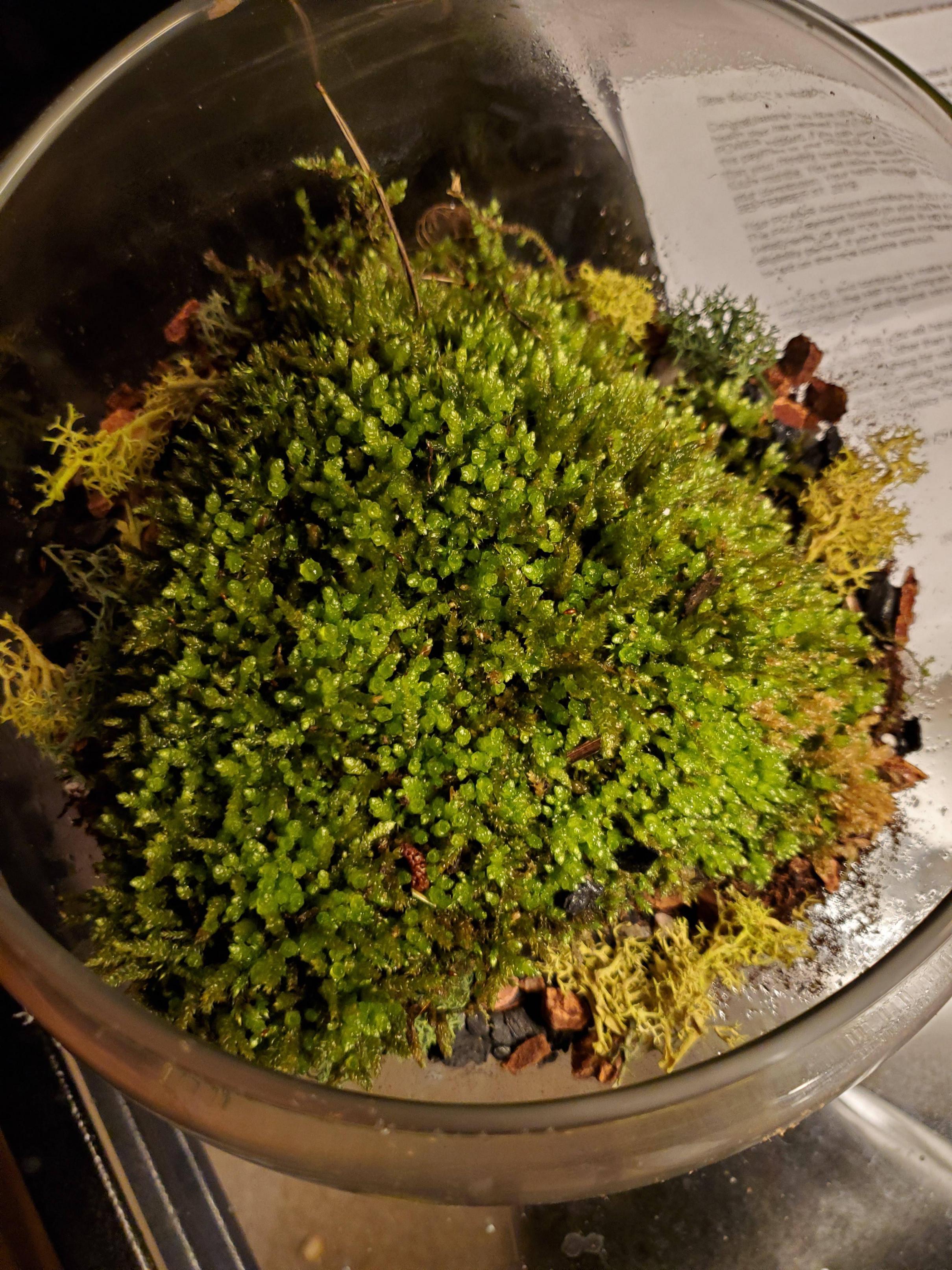 My mossy rock 😊. What kind of moss is this? | Scrolller