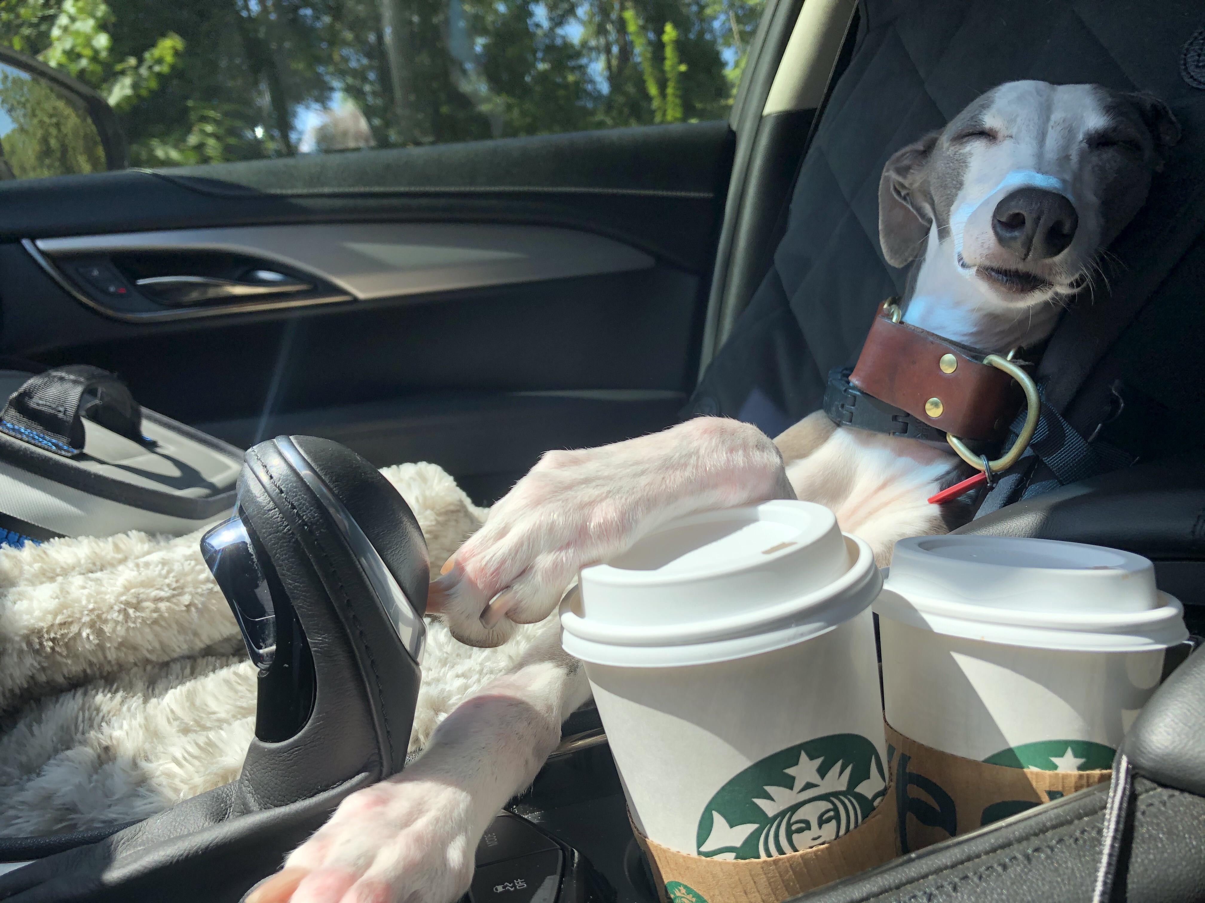 My navigator needs more coffee. | Scrolller