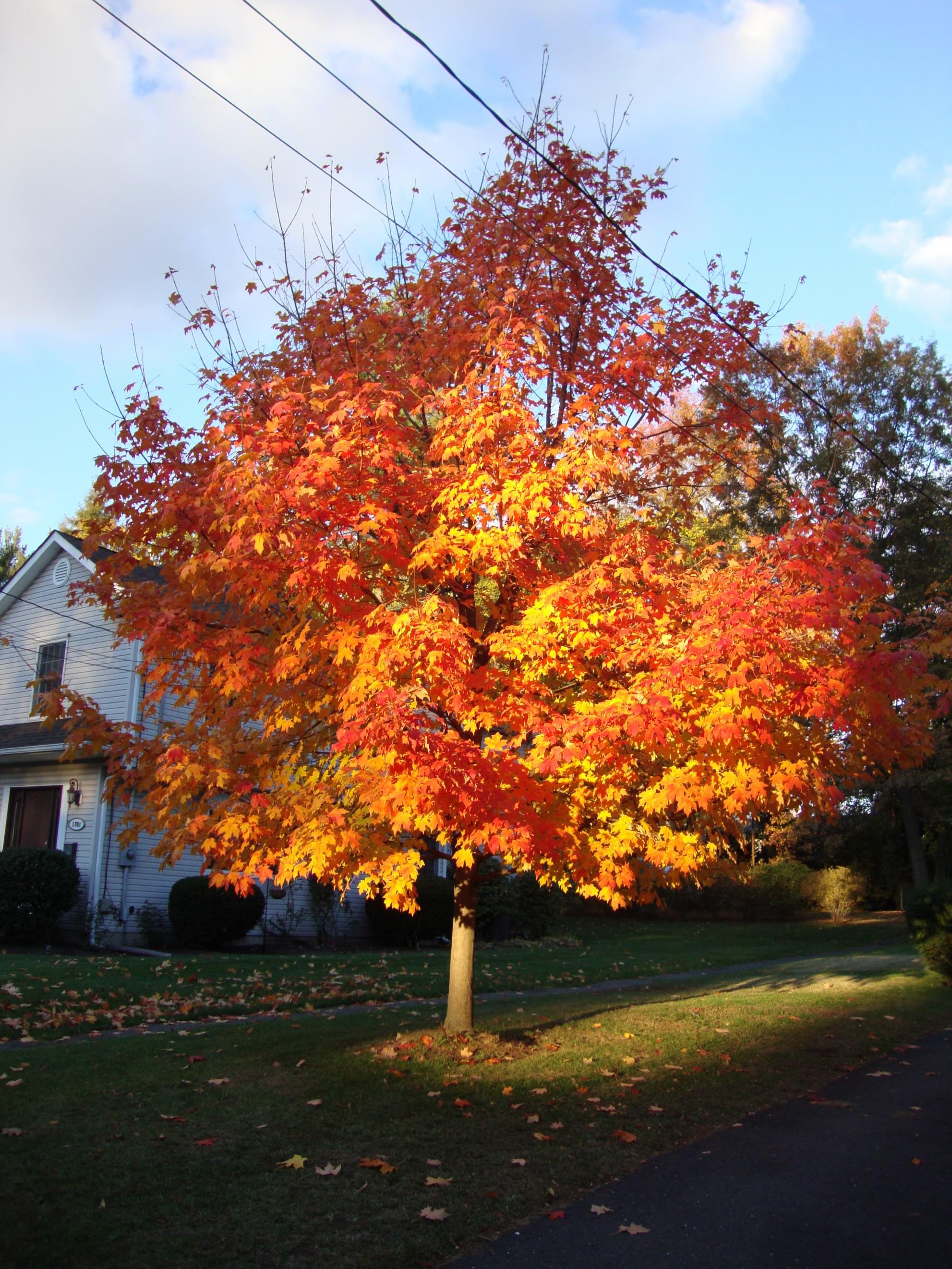 My neighbor's tree, New Jersey [OC] [2643 x1983] | Scrolller