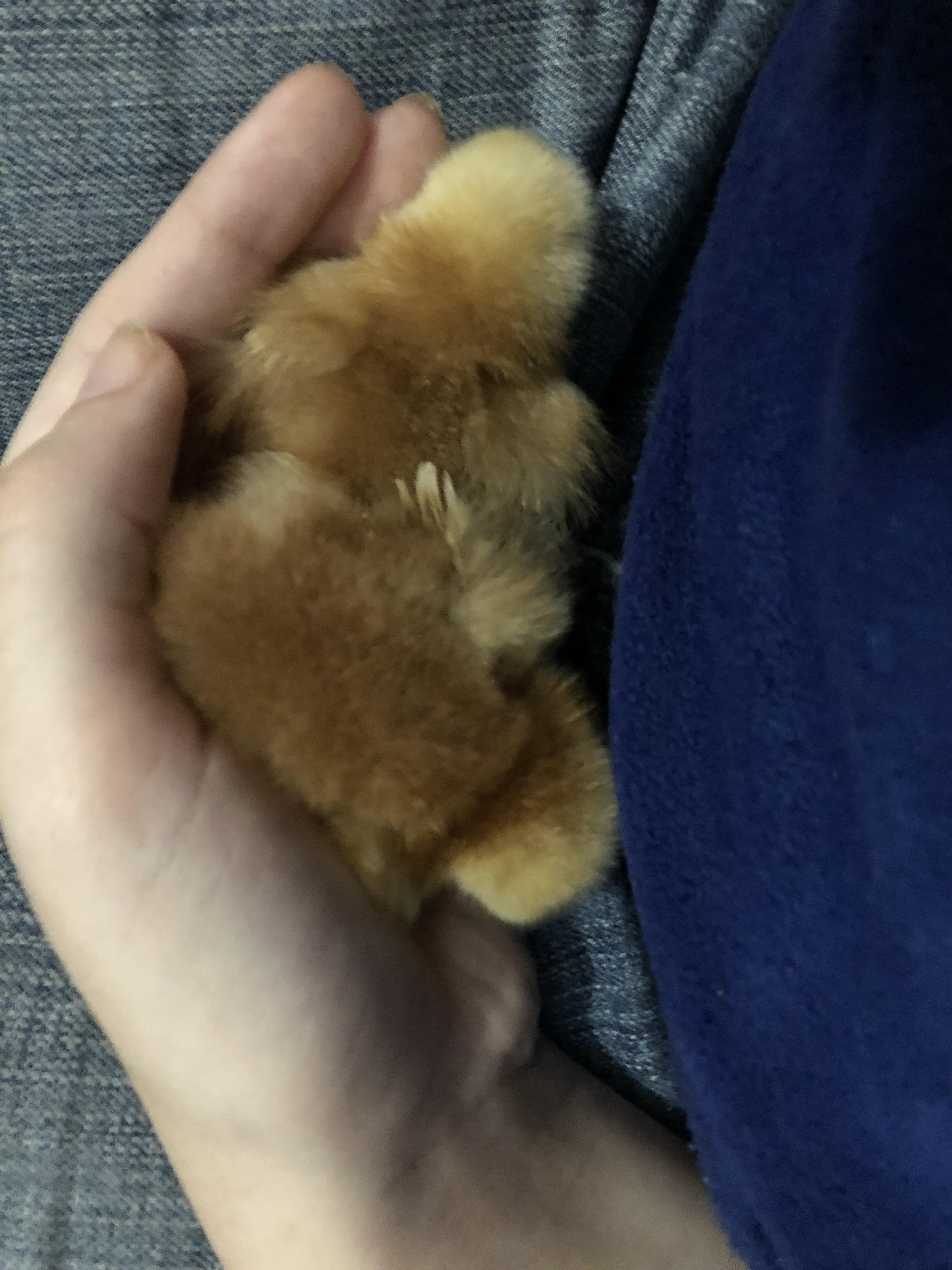 My new babies | Scrolller