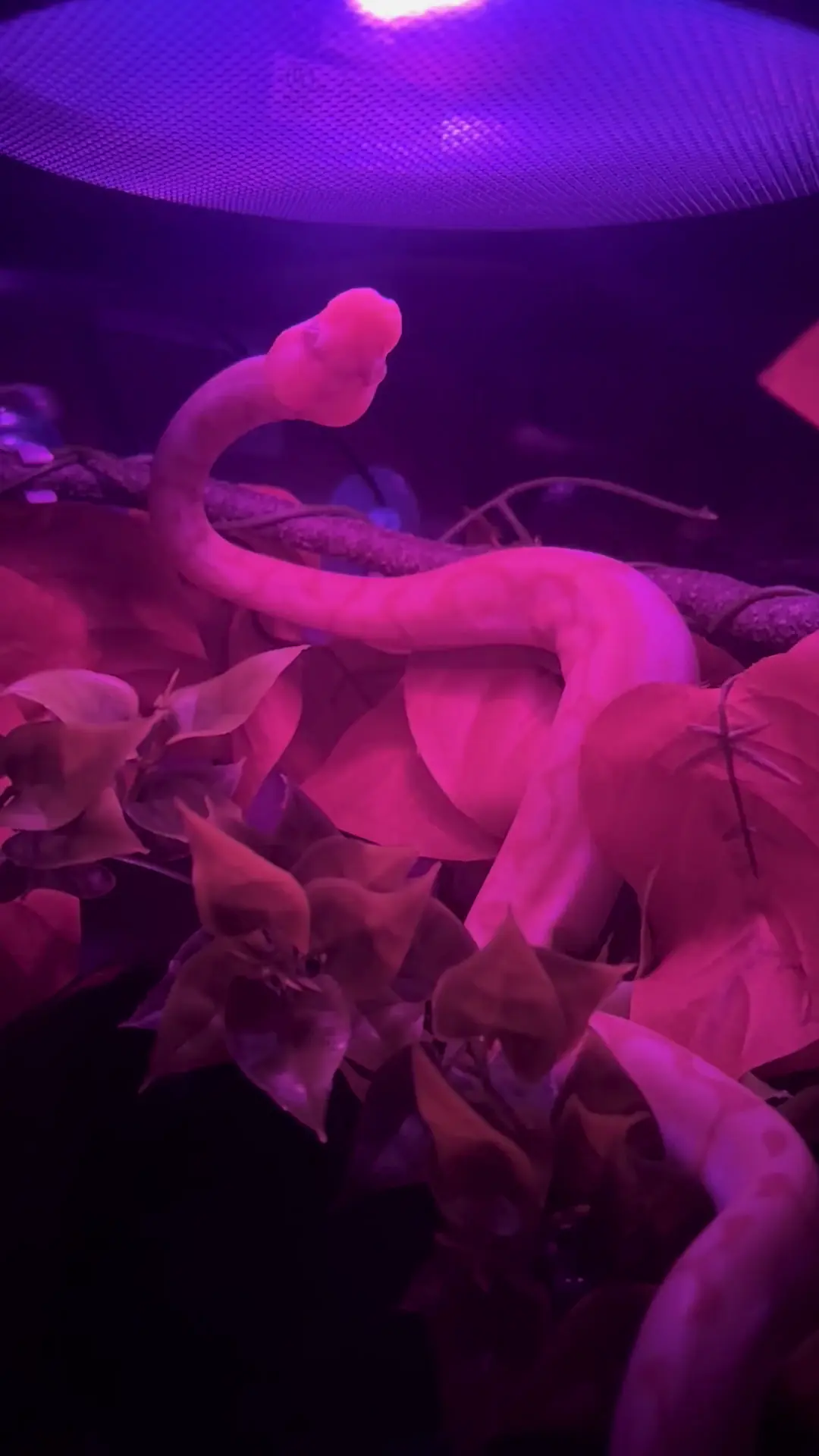 My new derpy noodle at night | Scrolller