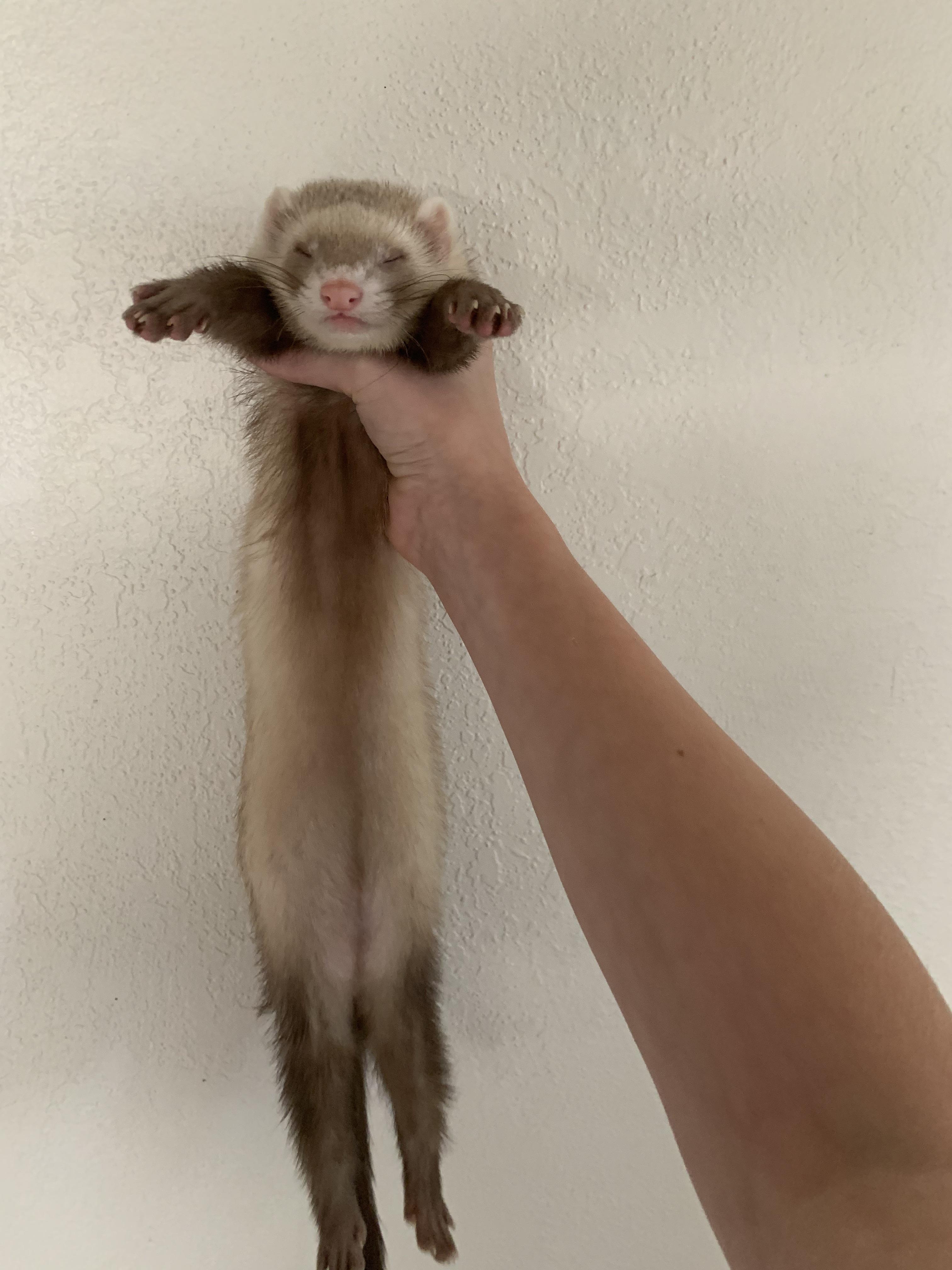 My New Ferret | Scrolller