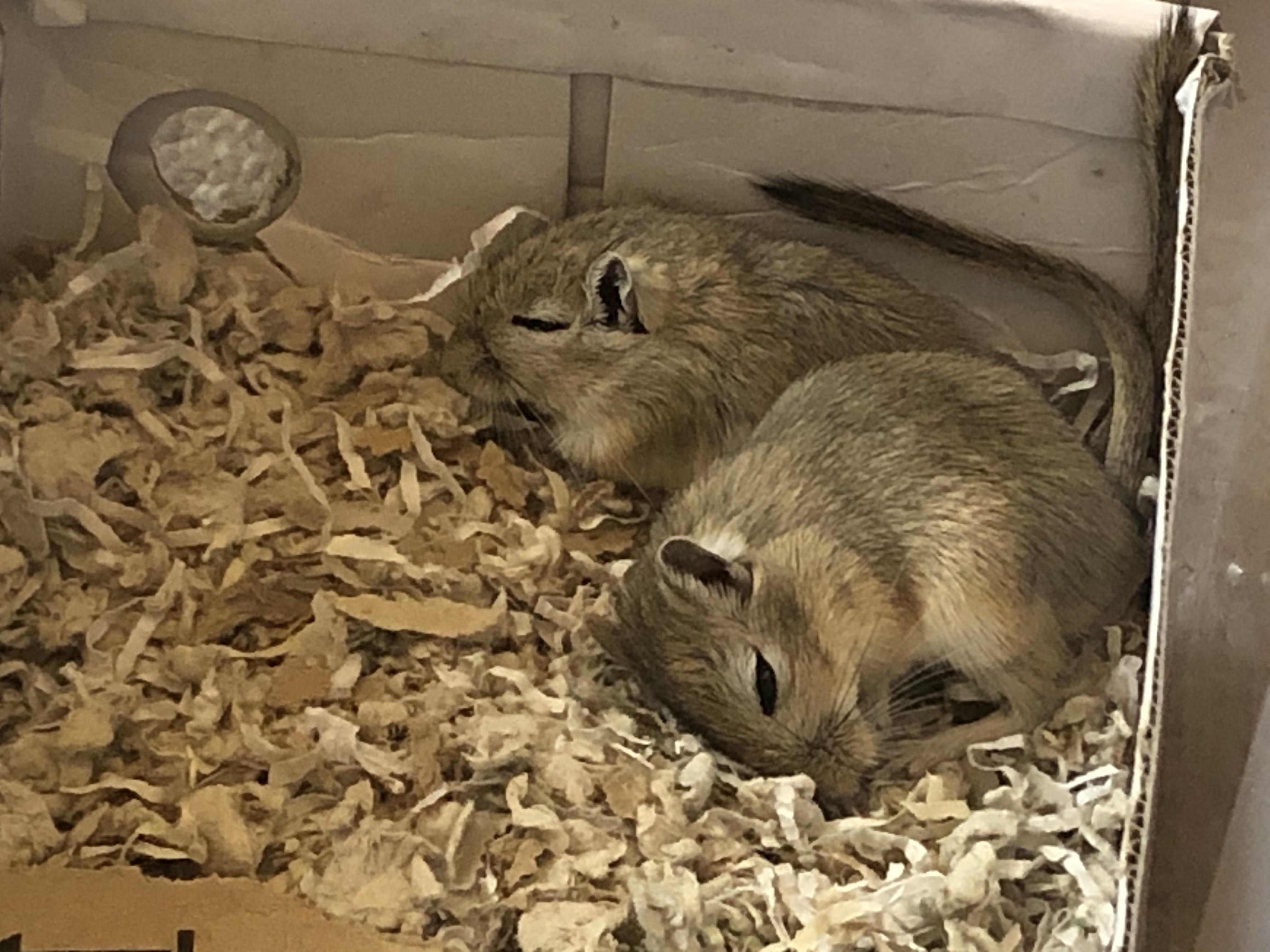 My new gerbils | Scrolller