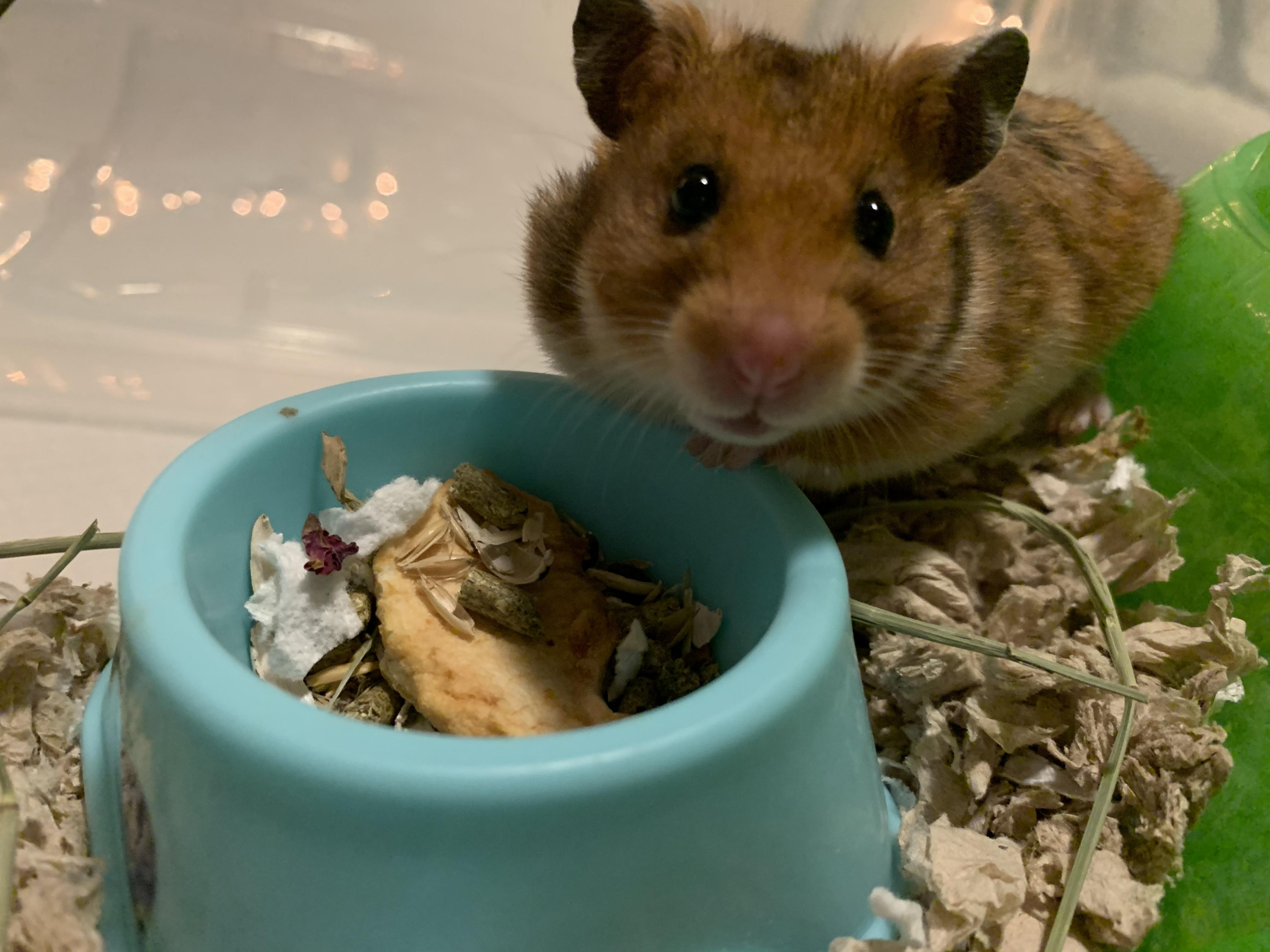 My new hamster! Her name is Pepita! | Scrolller