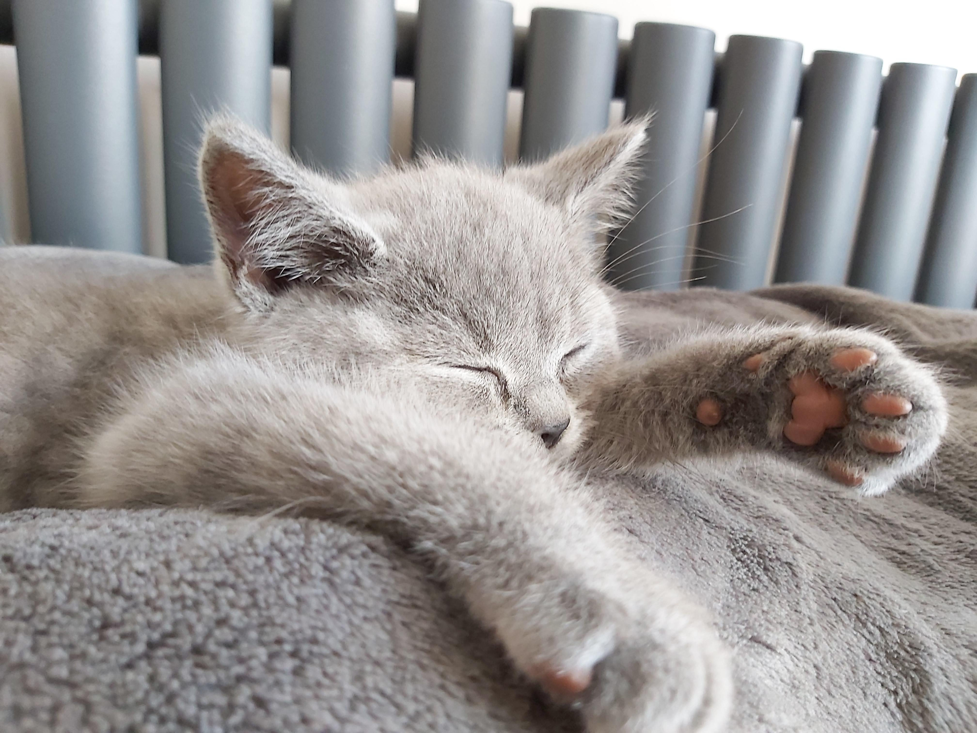 My new kitten has the most beautiful beans | Scrolller