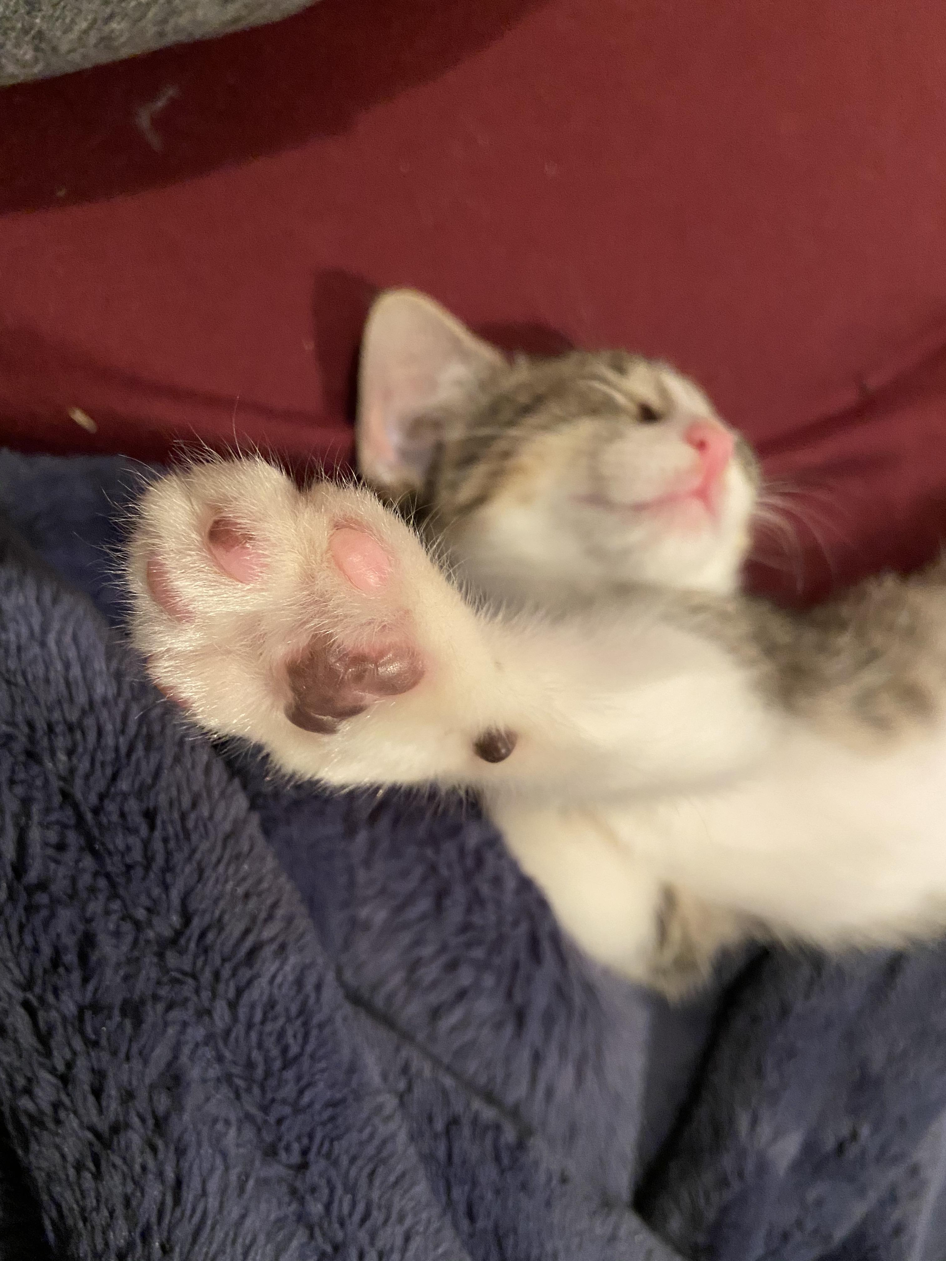 My new kitten wanted to show off her beans, so I snapped a picture for you all. | Scrolller