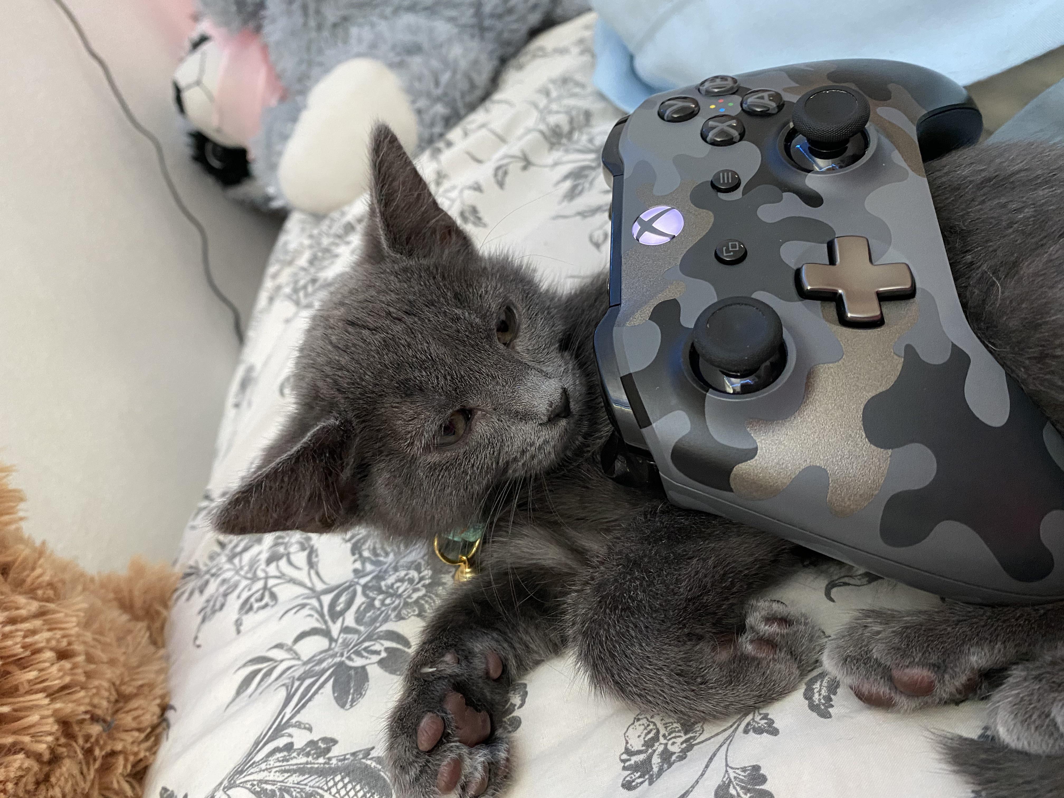 my new kitty matches my xbox controller | Scrolller