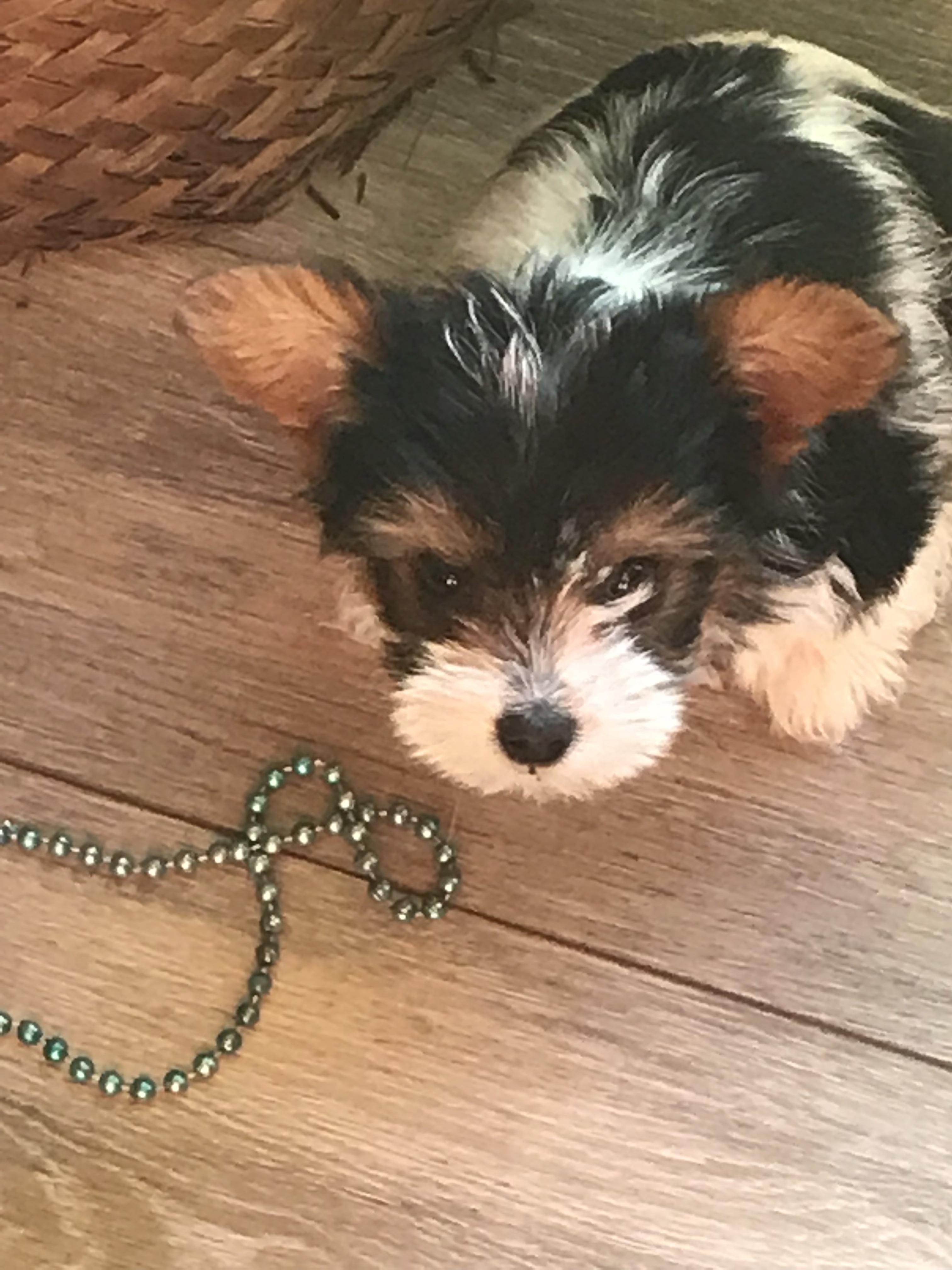 My new pup | Scrolller