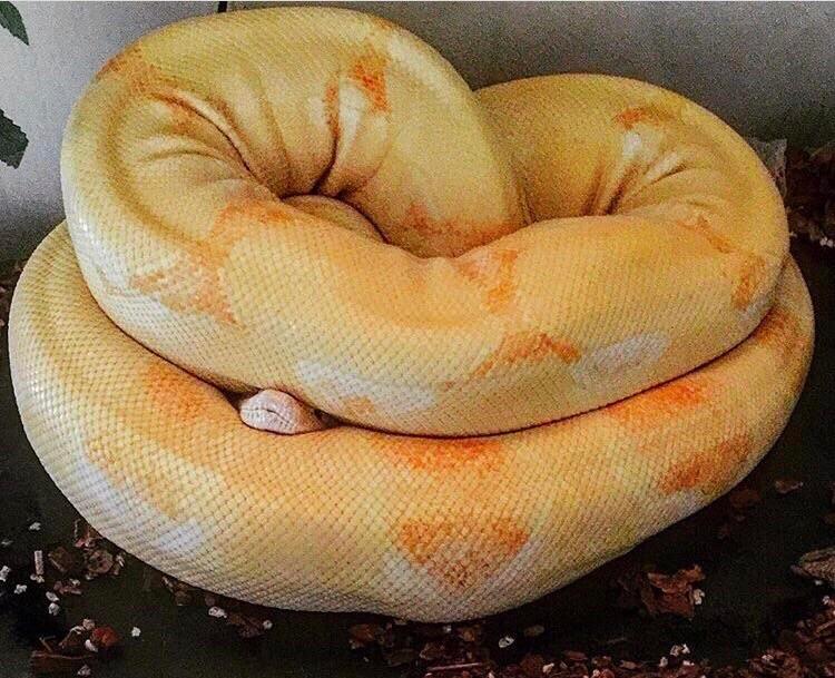 My newest rescue! | Scrolller